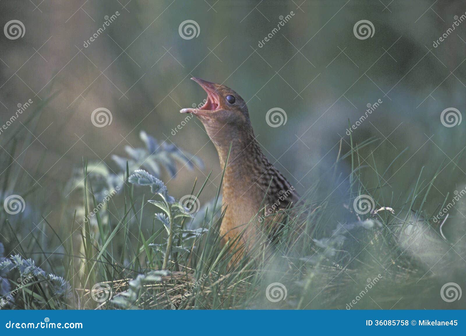 Corncrake, Crex crex stock photo. Image of britain, wildlife - 36085758