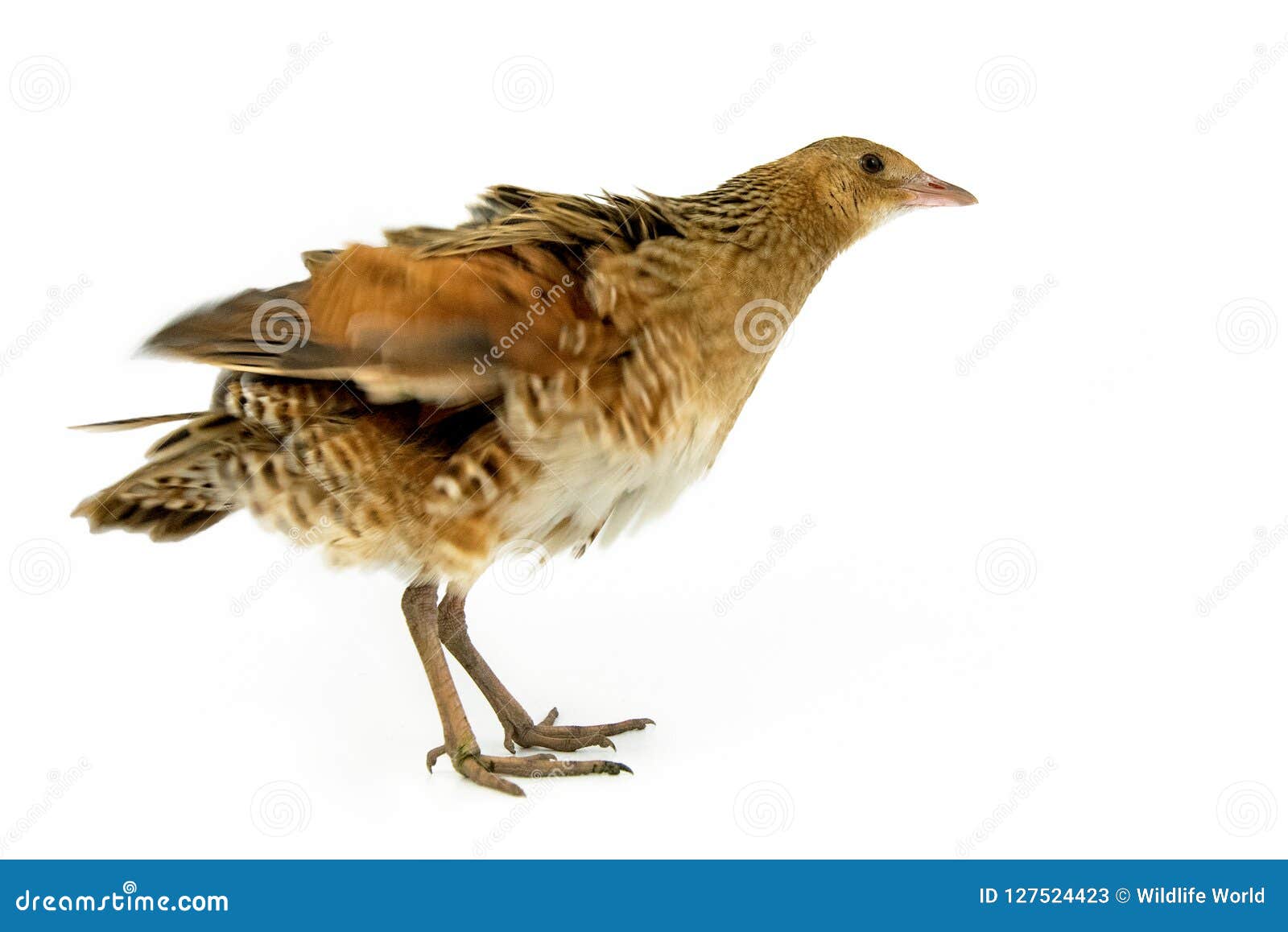 Corncrake or Landrail Crex Crex Isolated on White Stock Image - Image ...