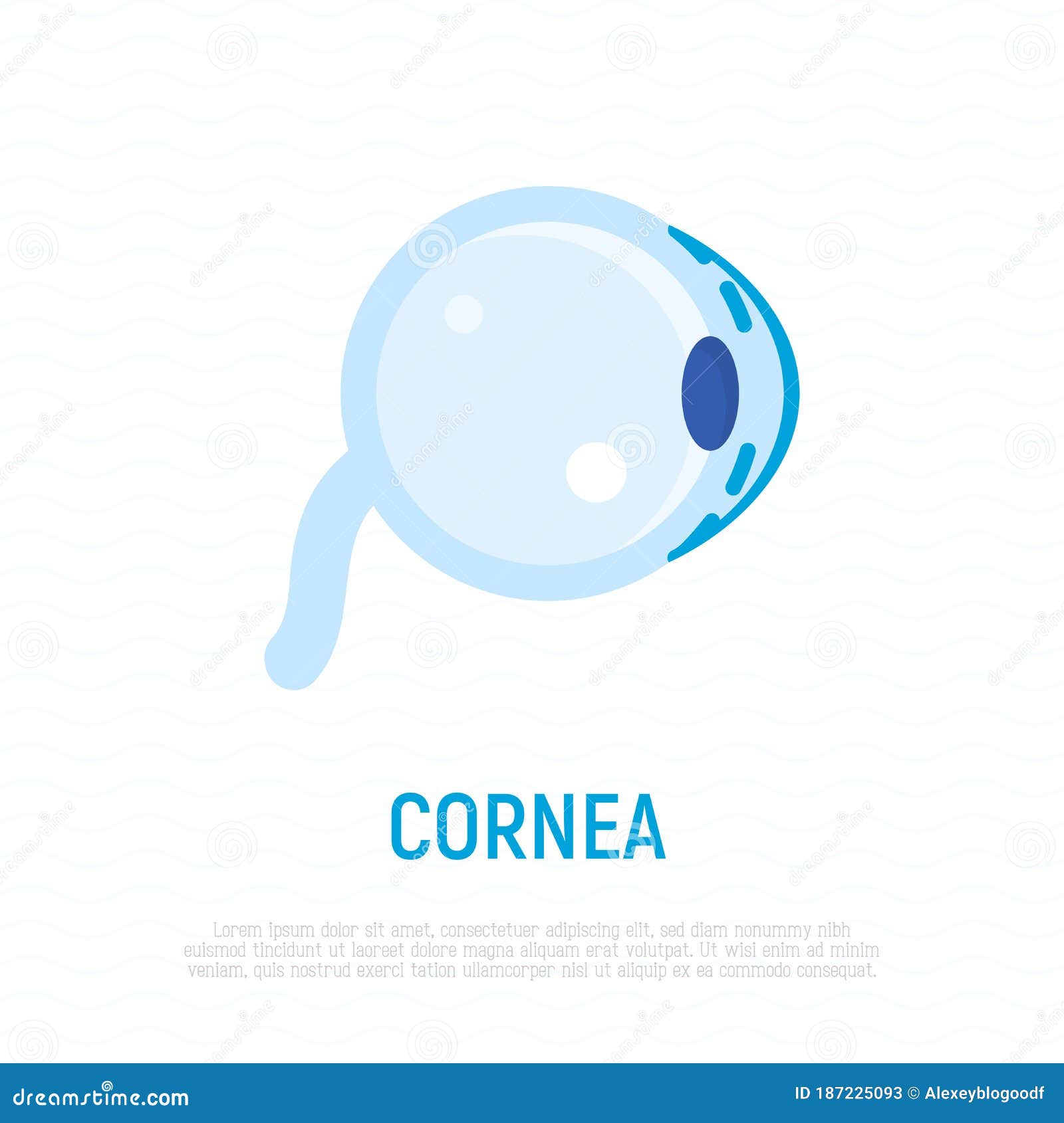 Cornea Thin Line Icon. Structure of Human Eye. Ophthalmology. Vector ...