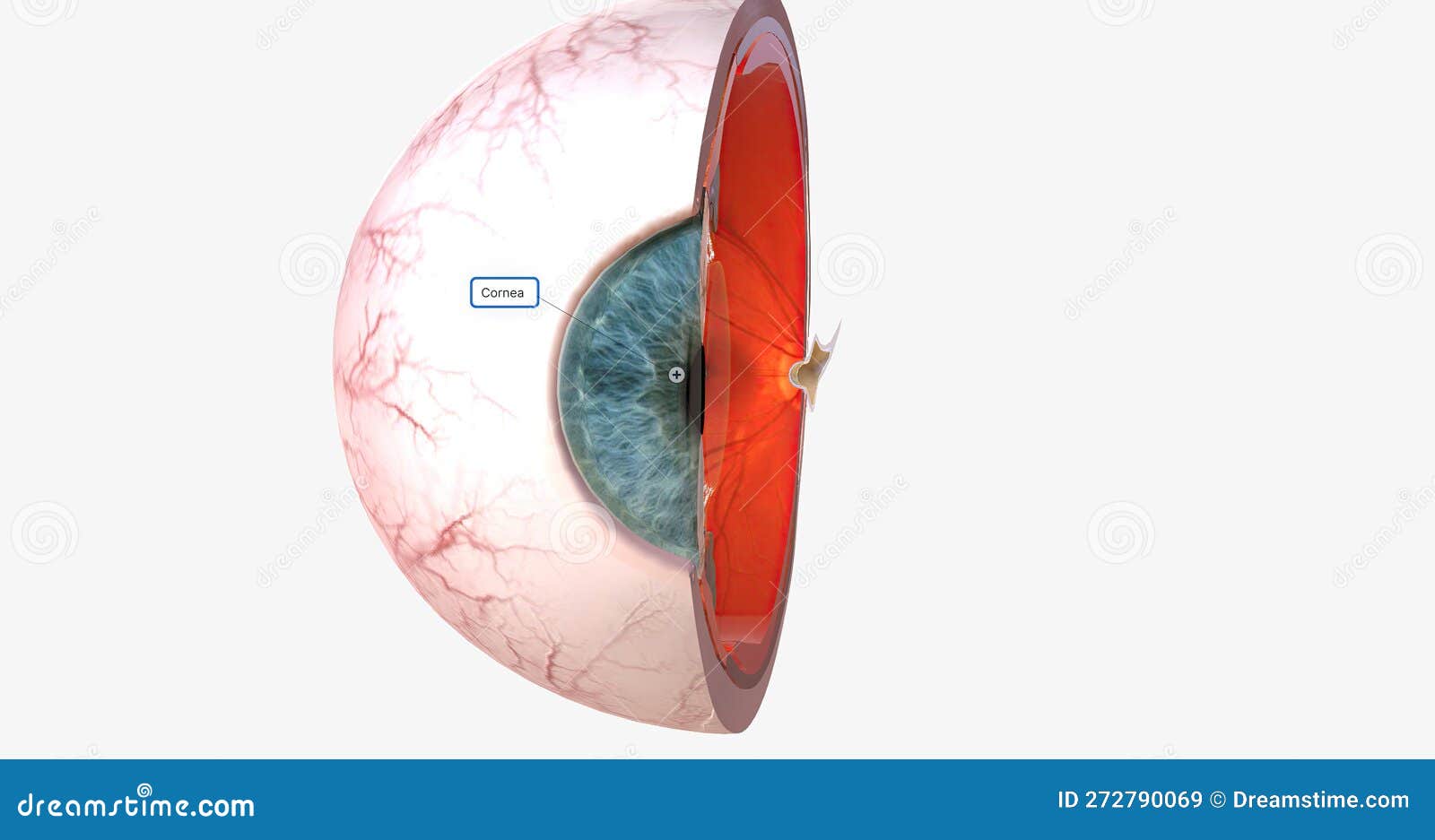 The Cornea is the Transparent, Outer Dome Forming the Anterior (front ...
