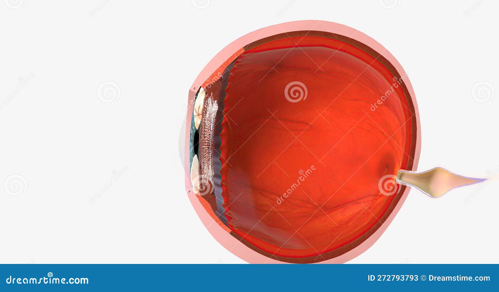 The Cornea is the Transparent, Outer Dome Forming the Anterior (front ...
