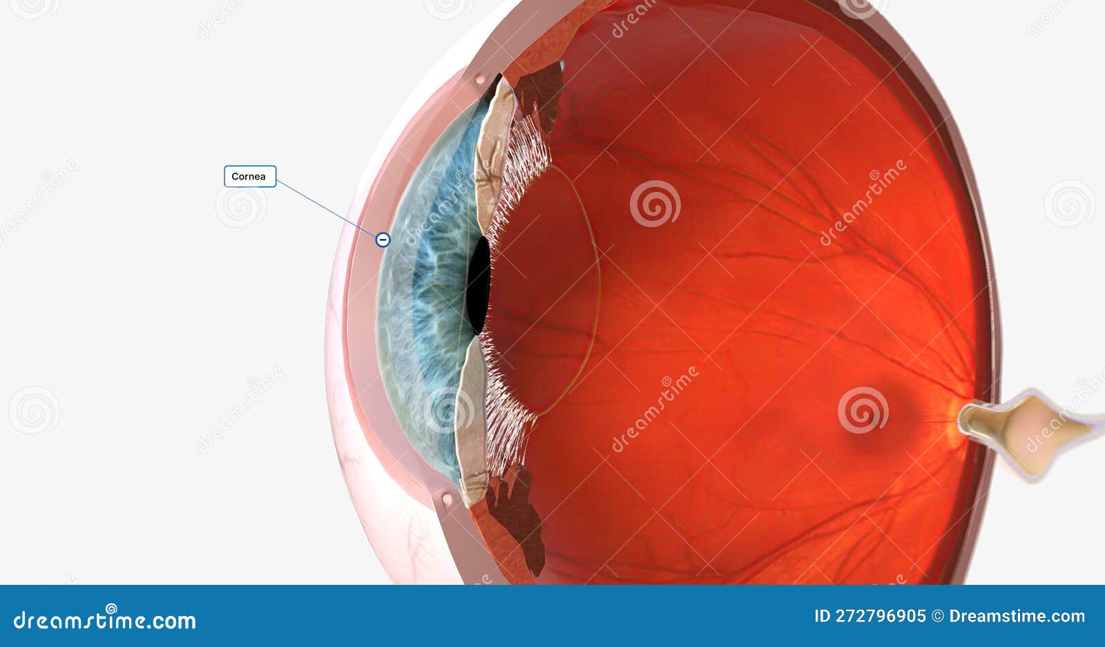 The Cornea is the Transparent, Outer Dome Forming the Anterior (front ...