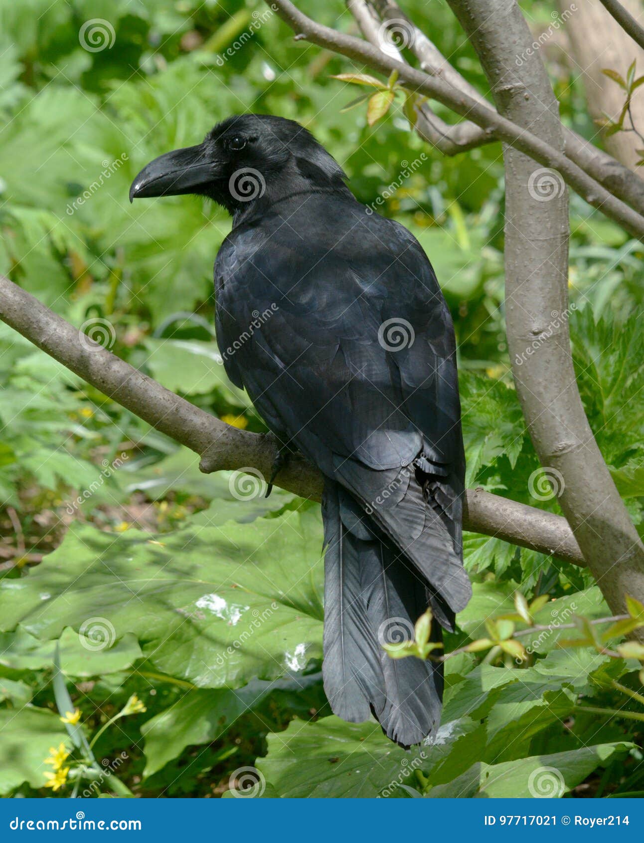 Corneille Photos Stock - Téléchargez 28,299 Photos libres de droits
