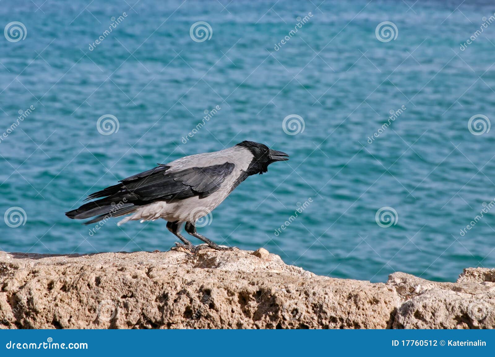 Corneille Au Bord De La Mer Photo stock - Image du clavette, bleu: 17760512