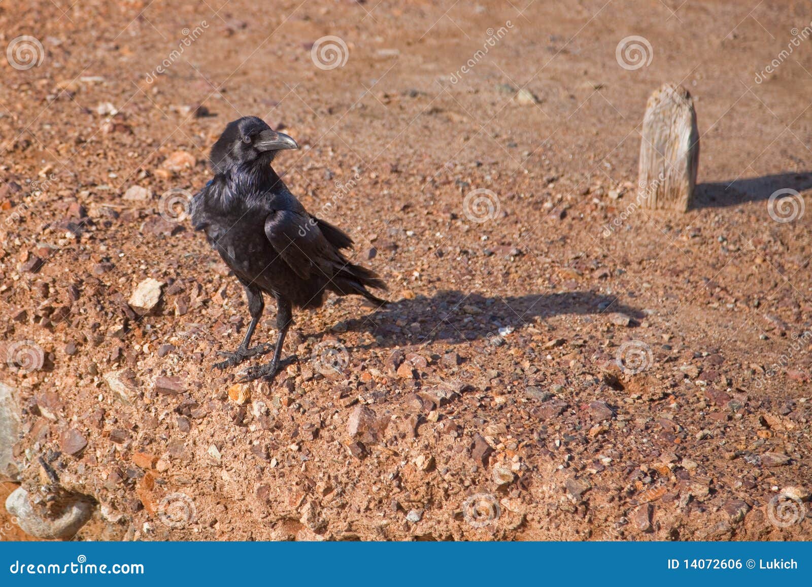 Corneille noire ou Raven photo stock. Image du details - 14072606