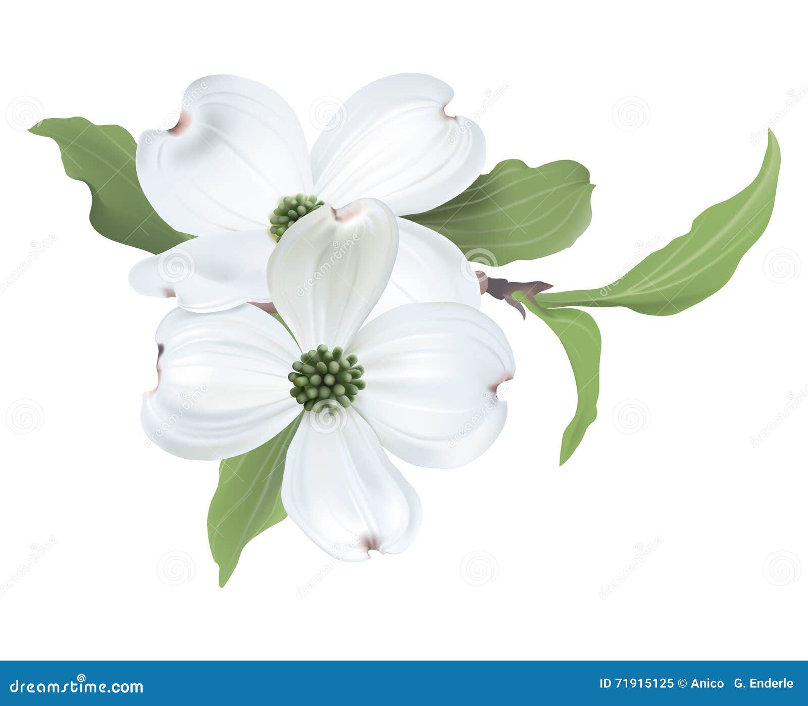 Cornejo Blanco (Cornus La Florida) Ilustración del Vector - Ilustración ...