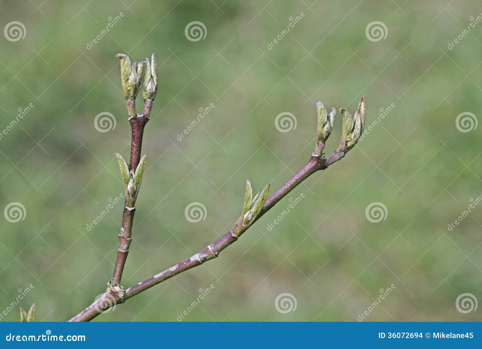 Cornejo Común, Sanguinea Del Cornus Foto de archivo - Imagen de arbusto ...