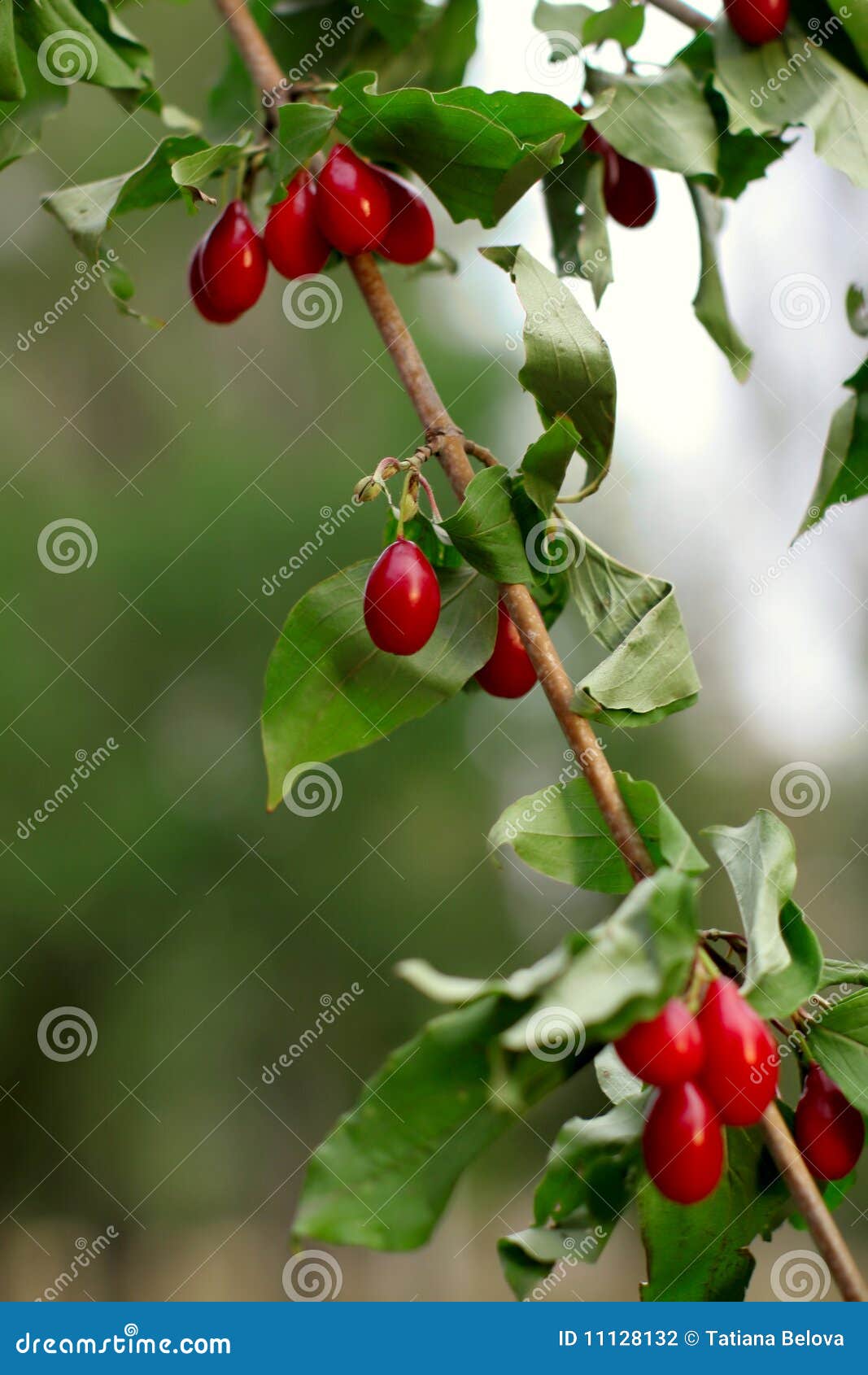 Cornel stock foto. Image of ecologie, smakelijk, vitamine - 11128132