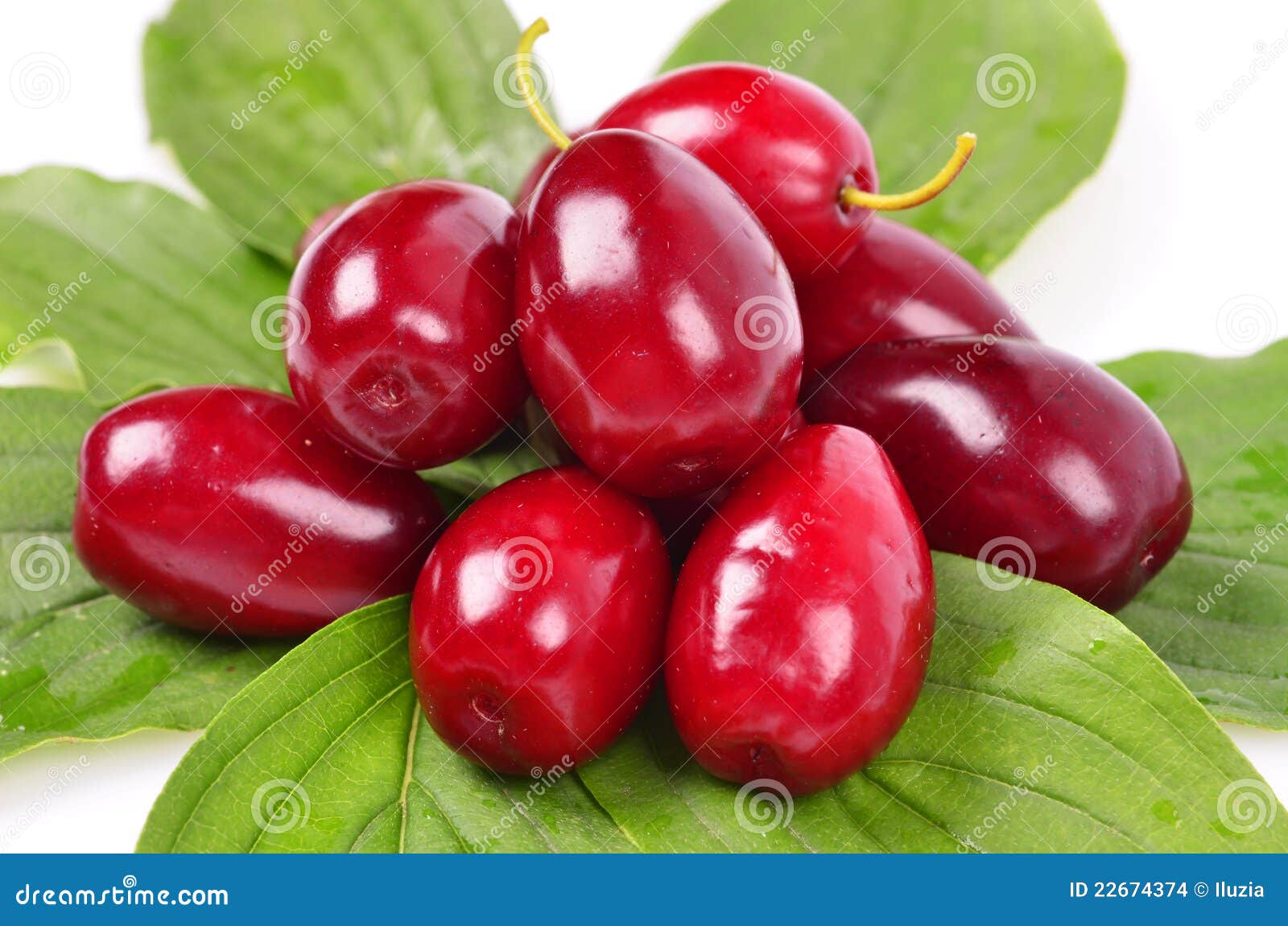 Cornel stock photo. Image of white, leaf, closeup, plum - 22674374