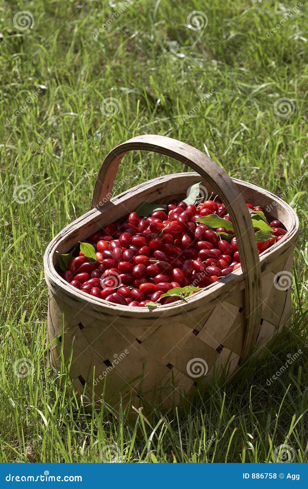 Cornel stock photo. Image of cornelian, summer, cornel - 886758