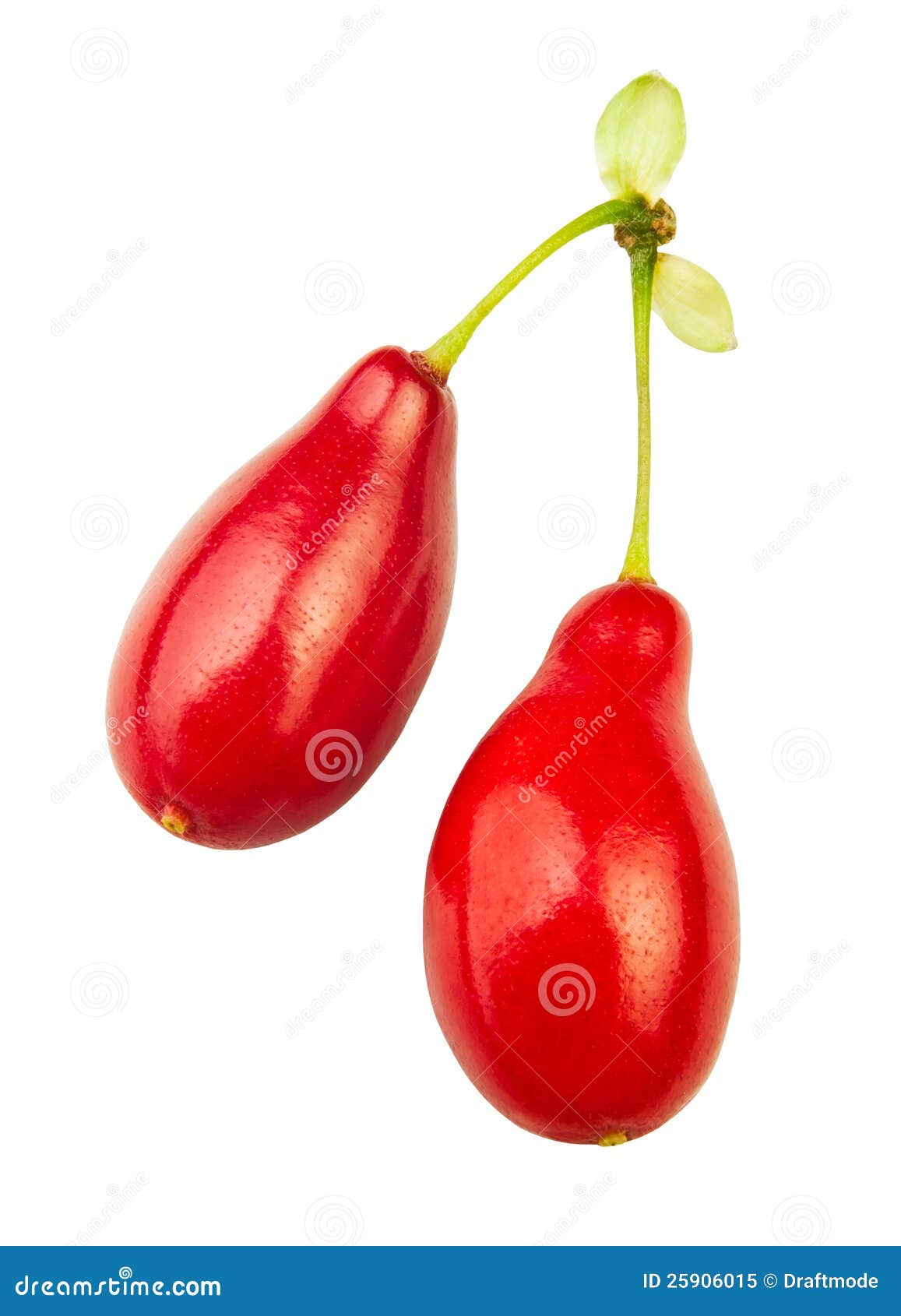 Cornel berries stock image. Image of rosales, cherry - 25906015