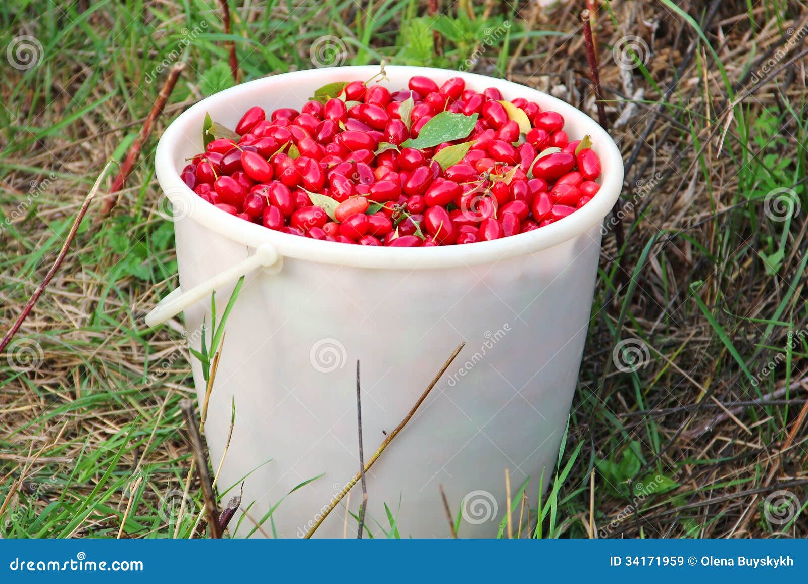 Cornel Berries in the Bucket Stock Image - Image of leaf, organic: 34171959