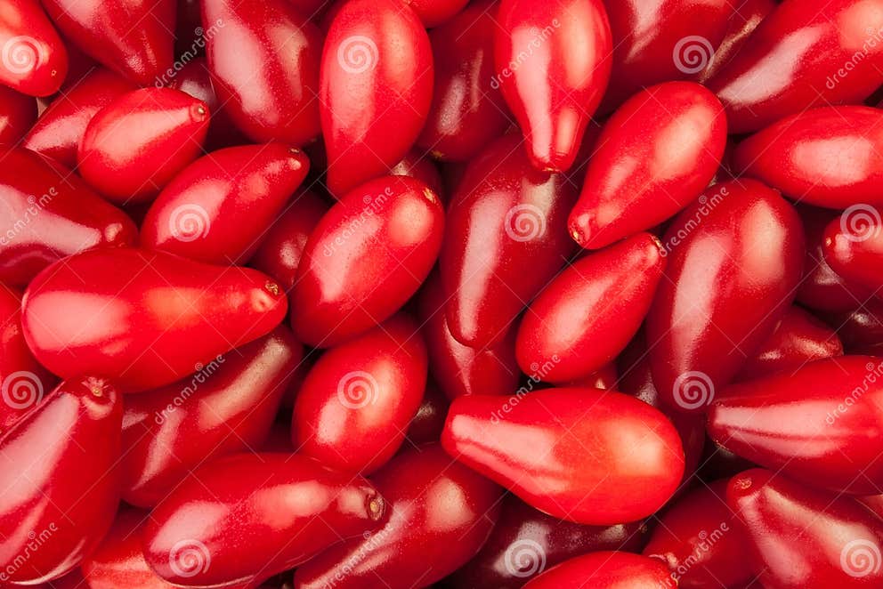Cornel berries group stock photo. Image of group, cornelian - 25906018