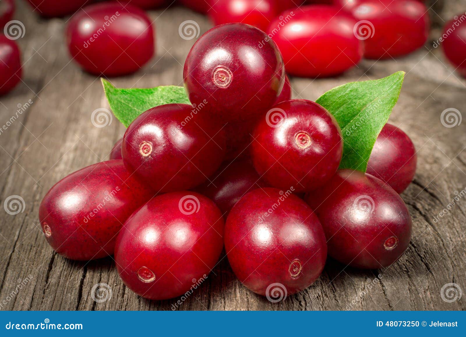 Cornel berry stock photo. Image of plants, vitamin, green - 48073250