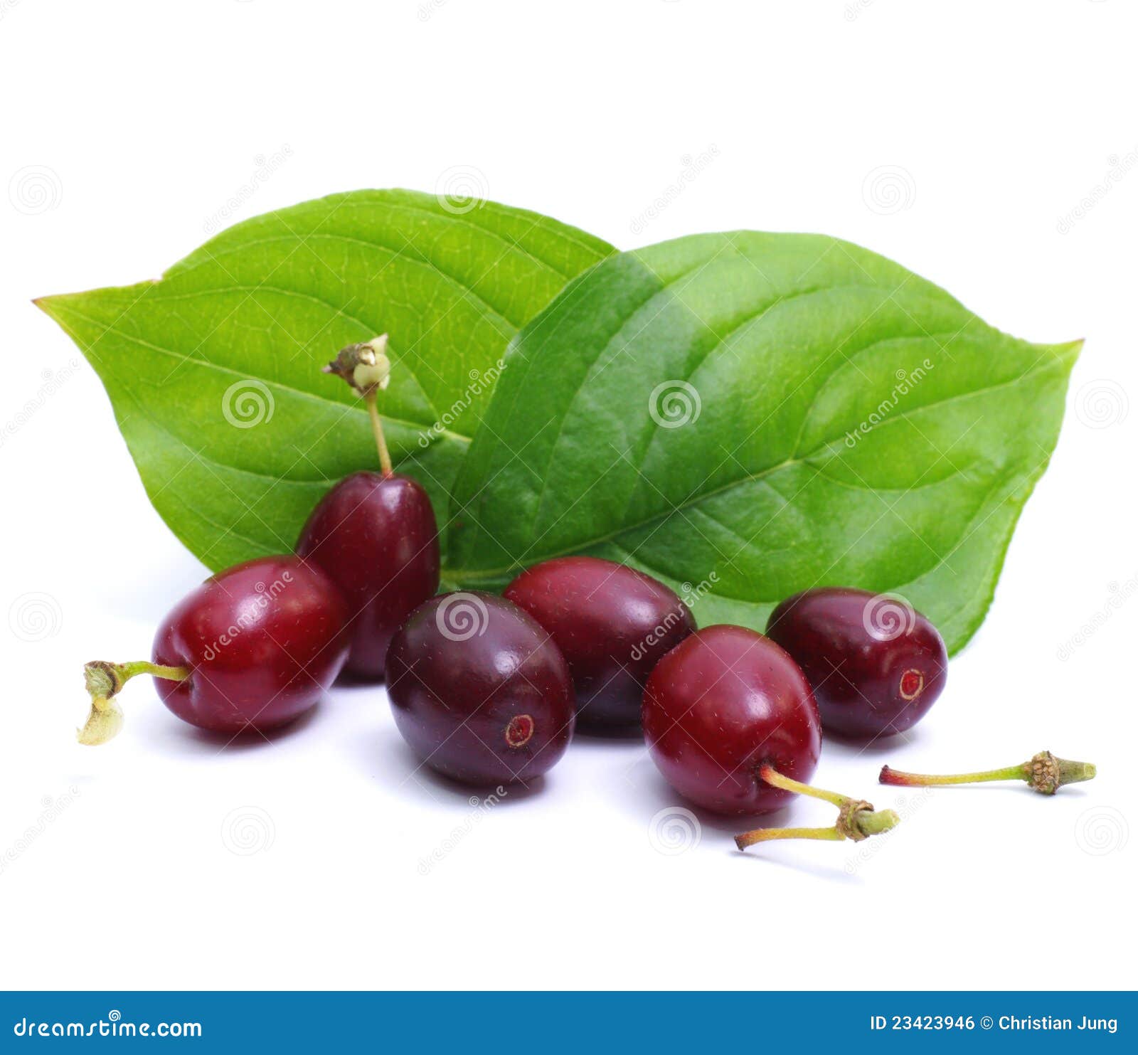 Cornel cherry stock photo. Image of harvest, cherry, cherries - 23423946