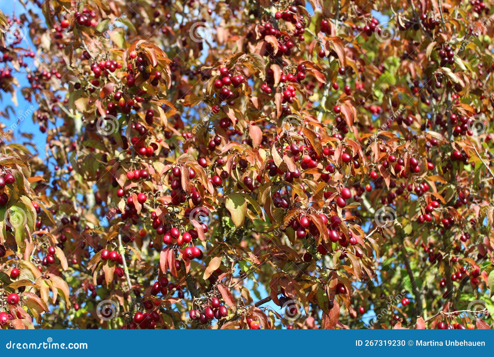 Cornel cherry stock photo. Image of cornel, cornelcherry - 267319230