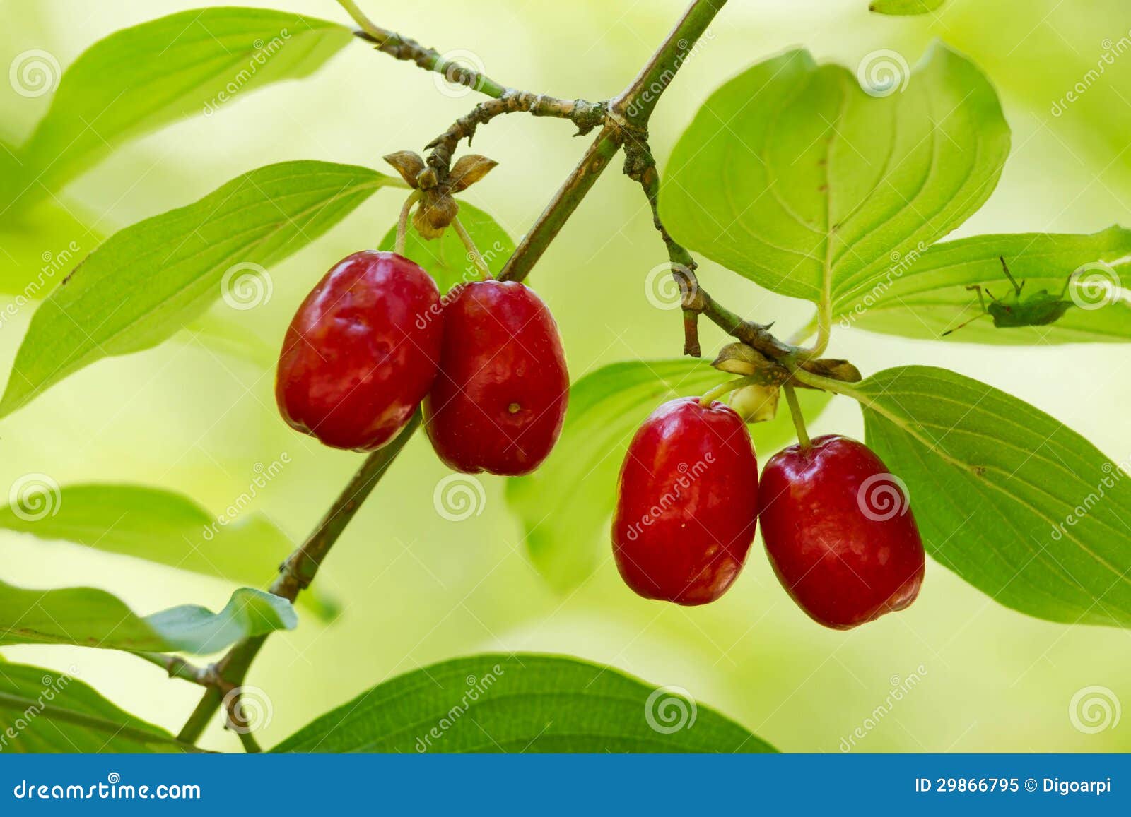 Cornus stock image. Image of single, gardening, plant - 29866795