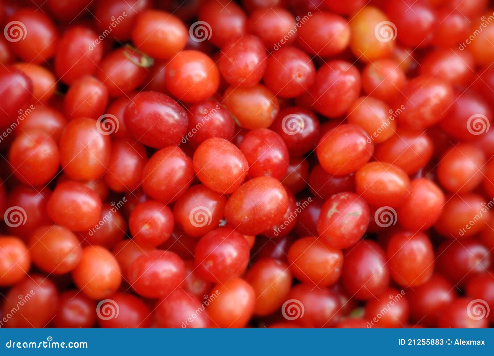 Cornelian Cherry - European Cornel Stock Image - Image of cherry, berry ...