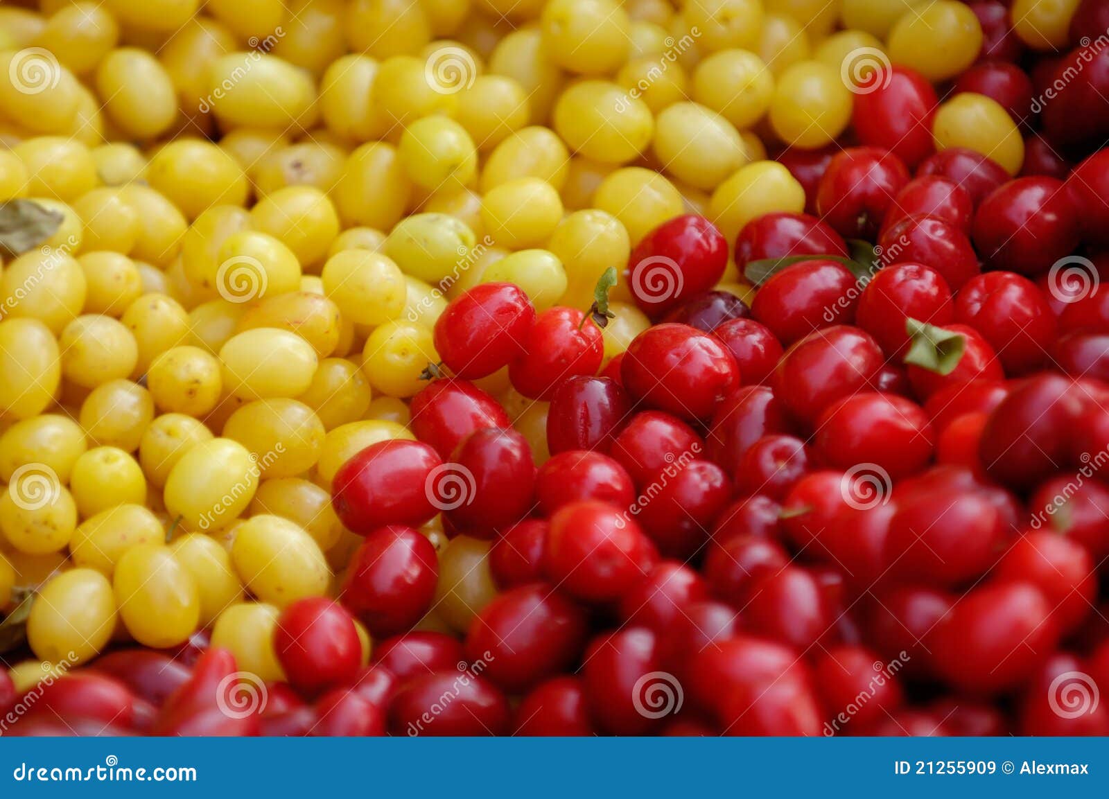 Cornelian Cherry - European Cornel Stock Image - Image of ukraine ...