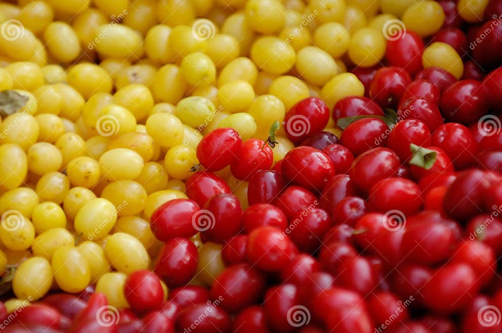 Cornelian Cherry - European Cornel Stock Image - Image of ukraine ...