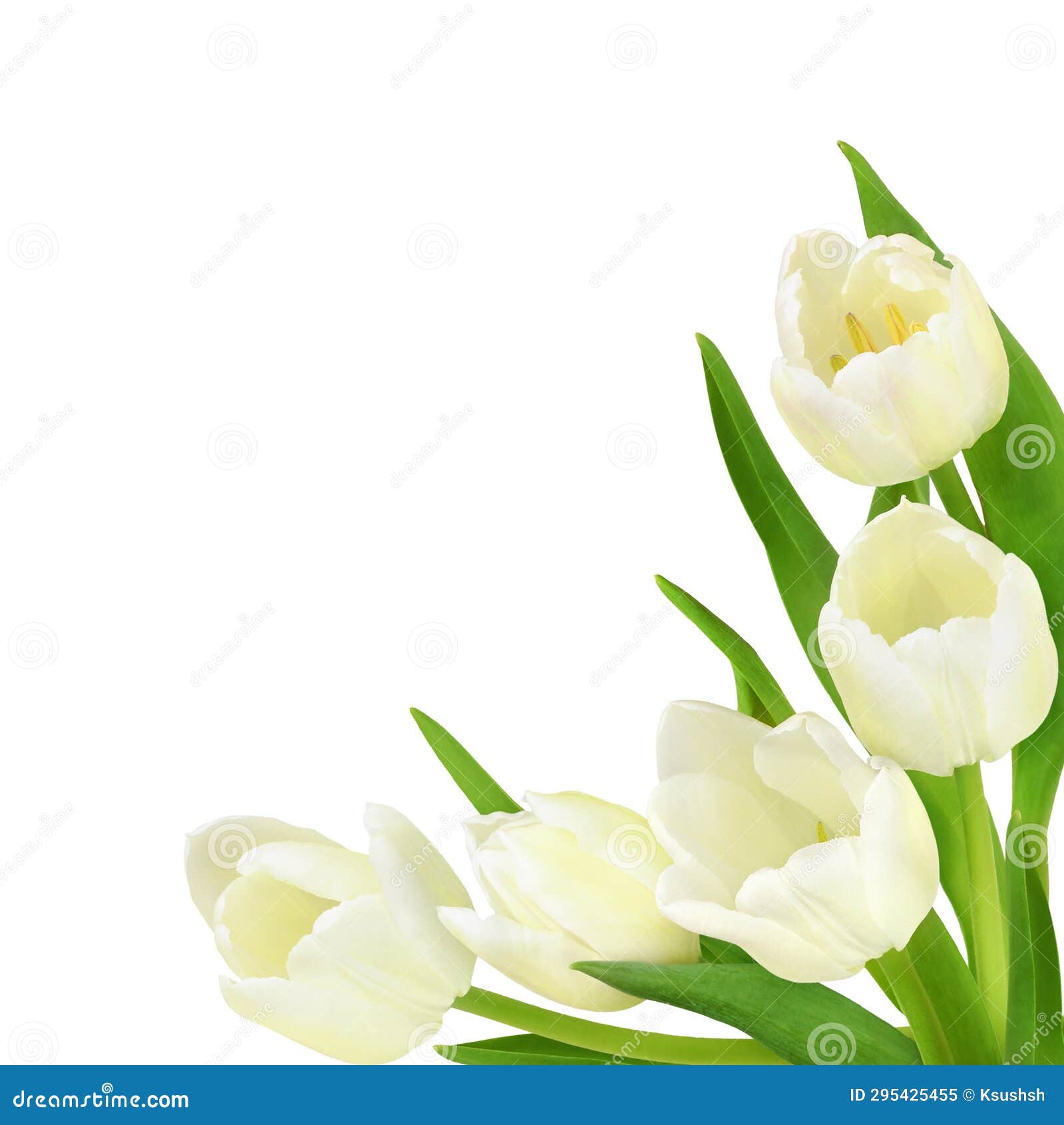 Corner Arrangement with White Tulip Flowers Isolated on White Stock ...