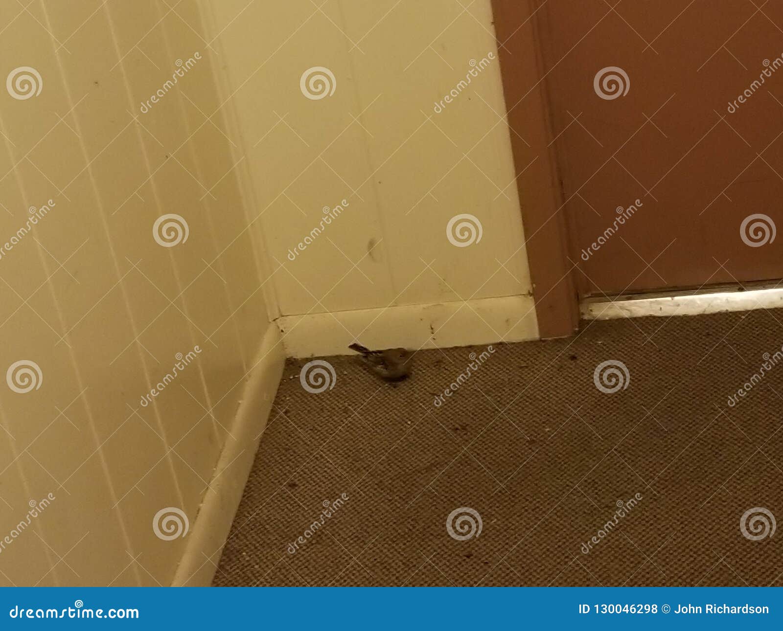 Corner Bird stock photo. Image of indoors, bird, uninvited - 130046298