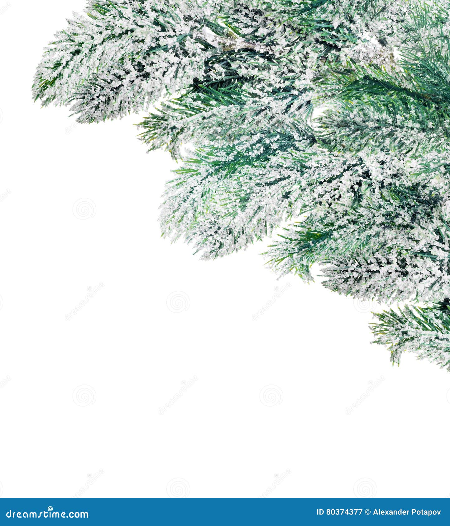 Corner from Blue Pine Tree Branches in Snow Stock Image - Image of ...