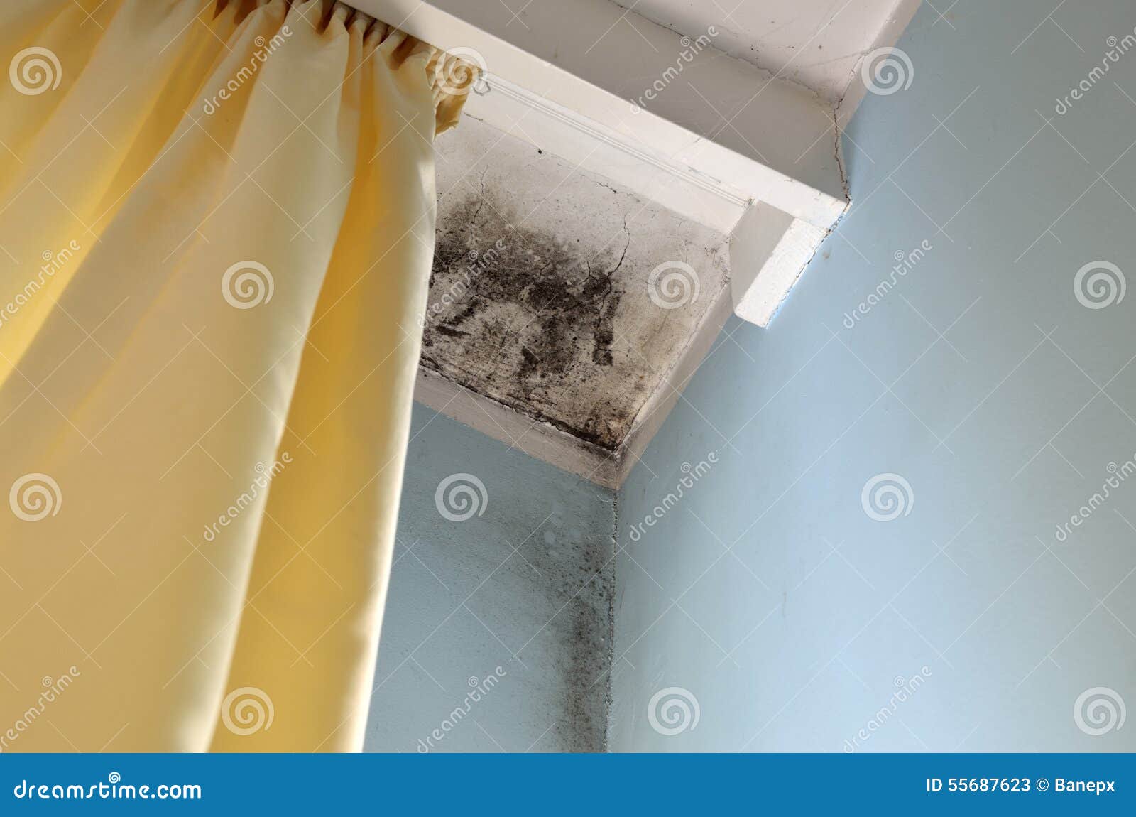 Corner of Ceiling with Mold Stock Image - Image of asthma, sickness ...