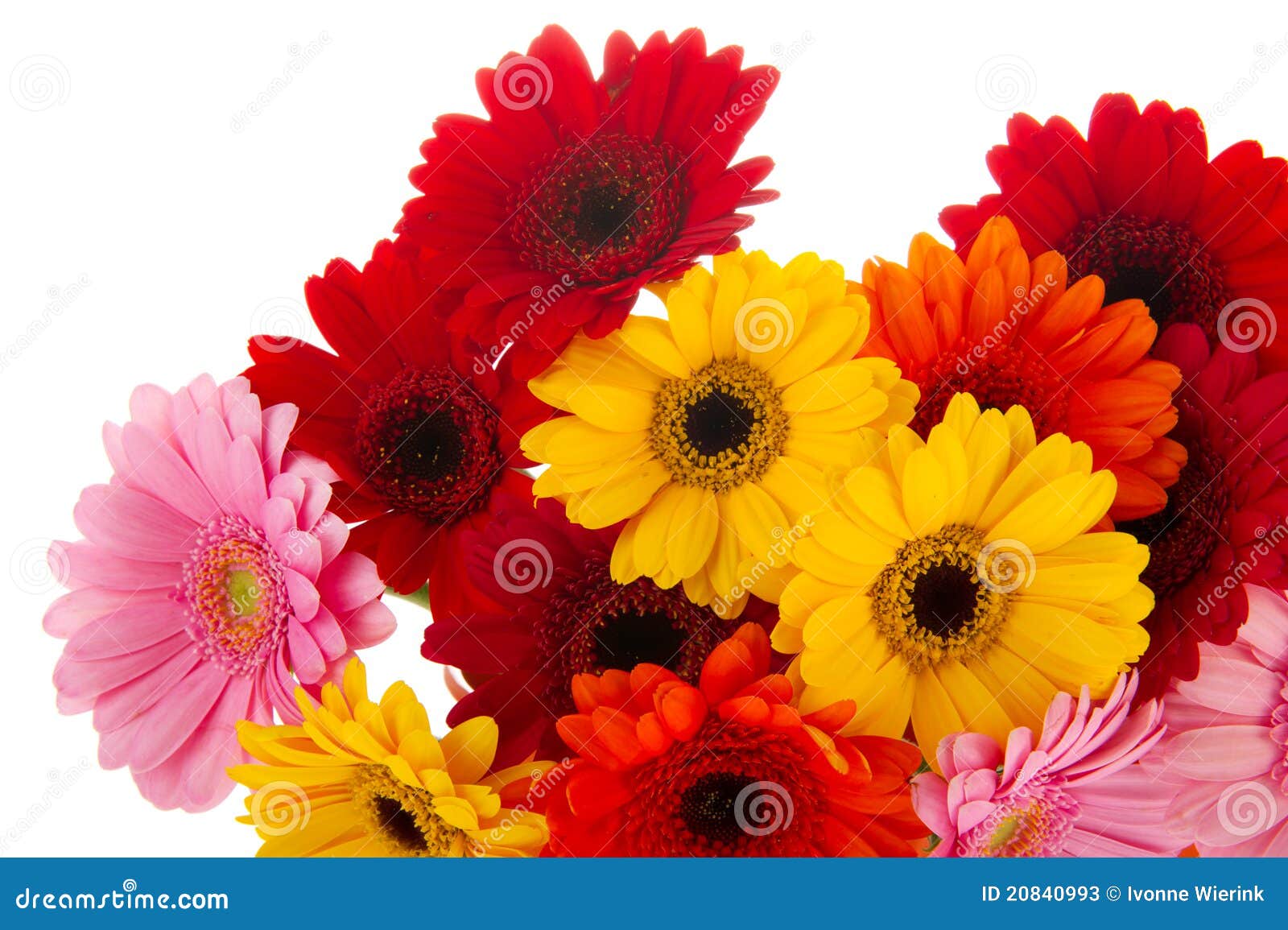 Bouquet Pink Germini Flowers Photos - Free & Royalty-Free Stock Photos ...