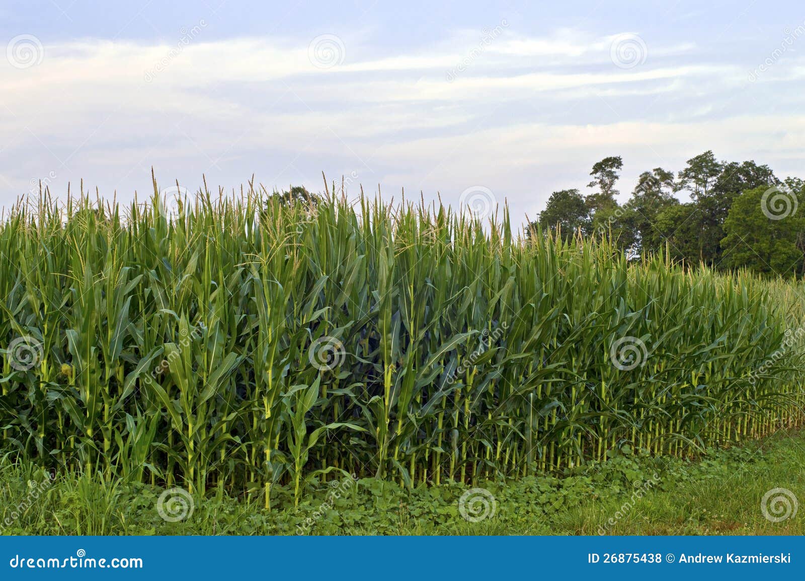 Corner Cornfield stock photo. Image of plants, field - 26875438