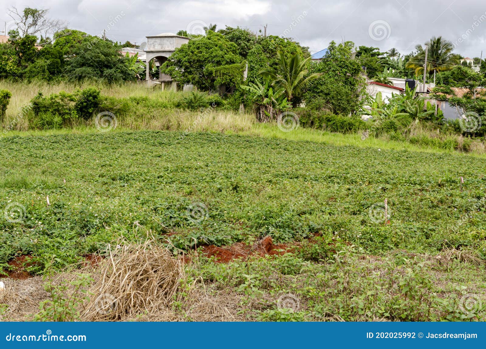 Potato Points Stock Photos - Free & Royalty-Free Stock Photos from ...
