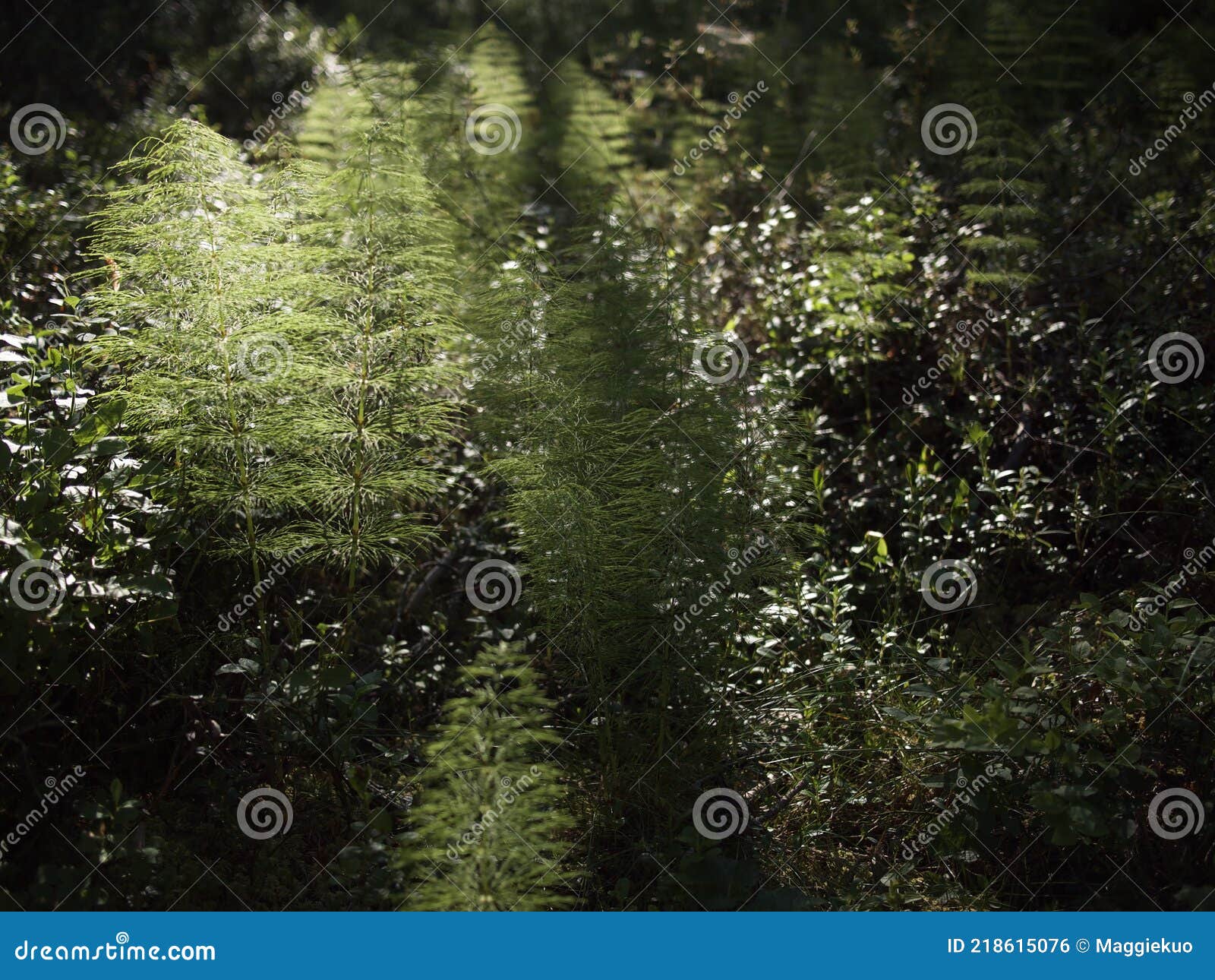 A corner in a forest stock photo. Image of forest, fresh - 218615076