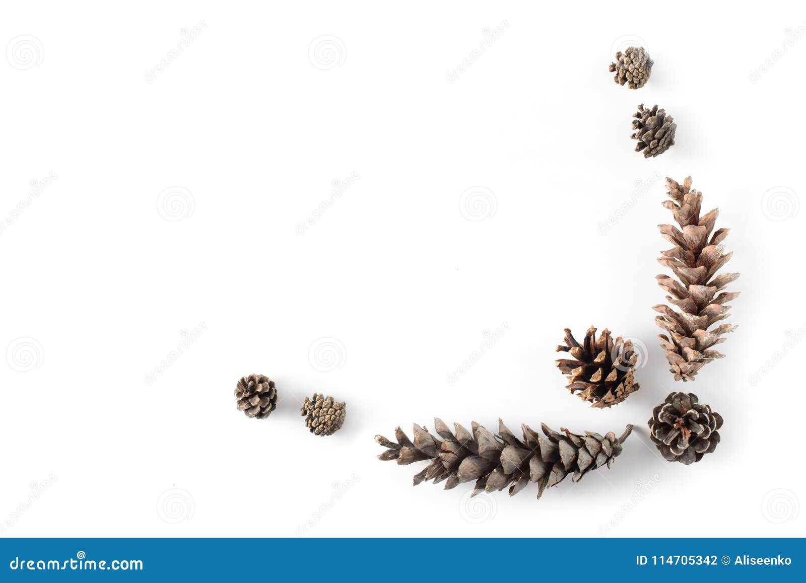 Corner Frame Made of Cones Various Coniferous Trees Isolated on White ...