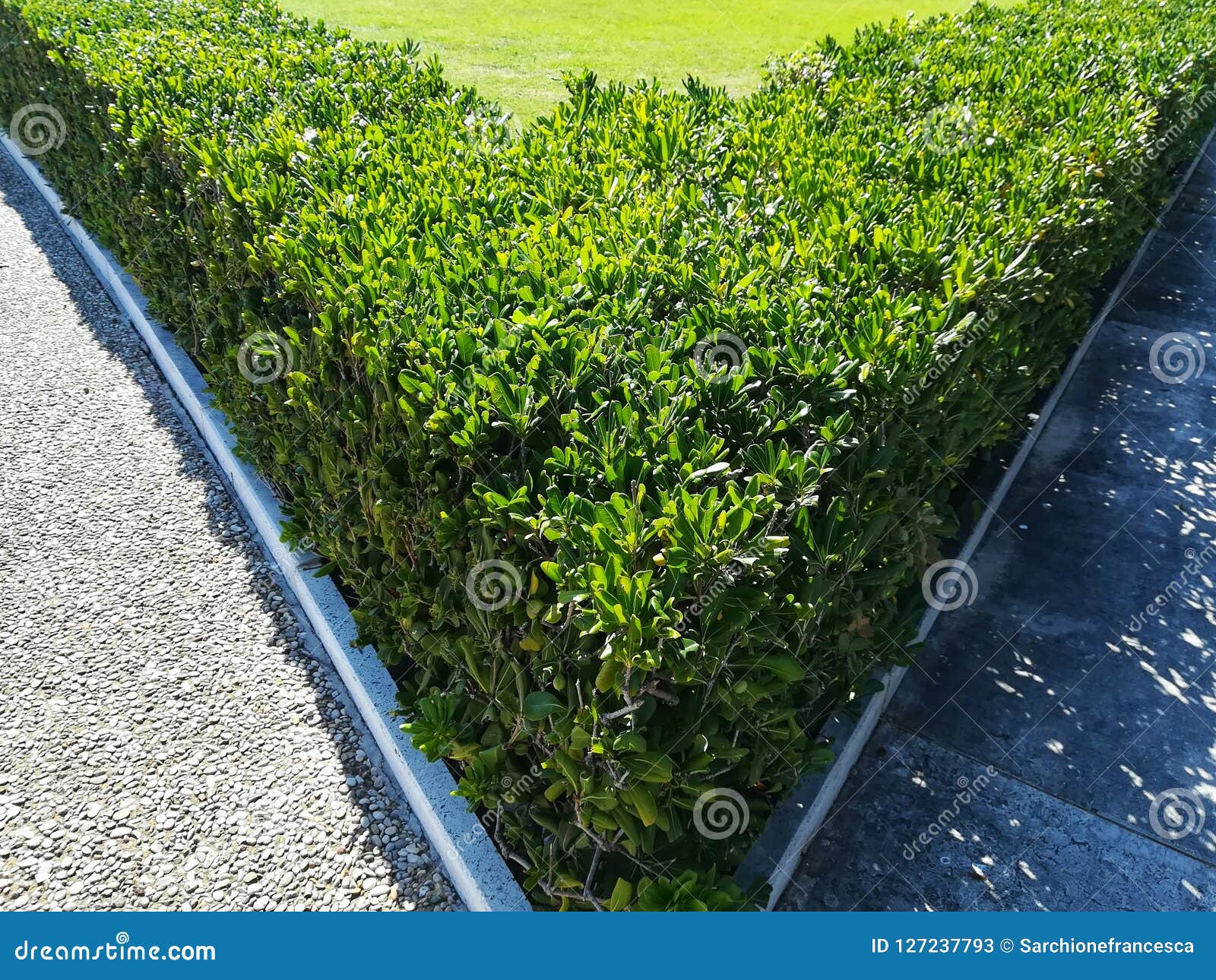 Geometries of a flowerbed stock image. Image of hedge - 127237793