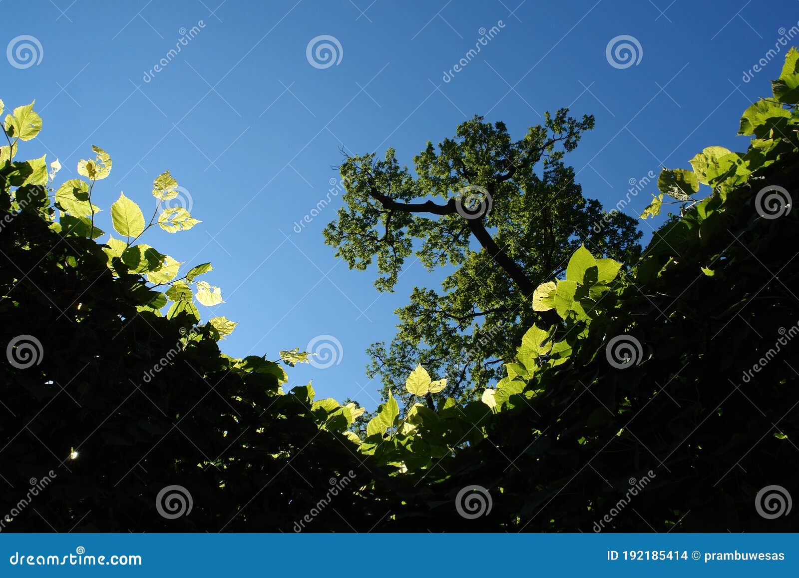 A Corner of Hedge Made of Closely Planted Linden Trees, Bottom View ...