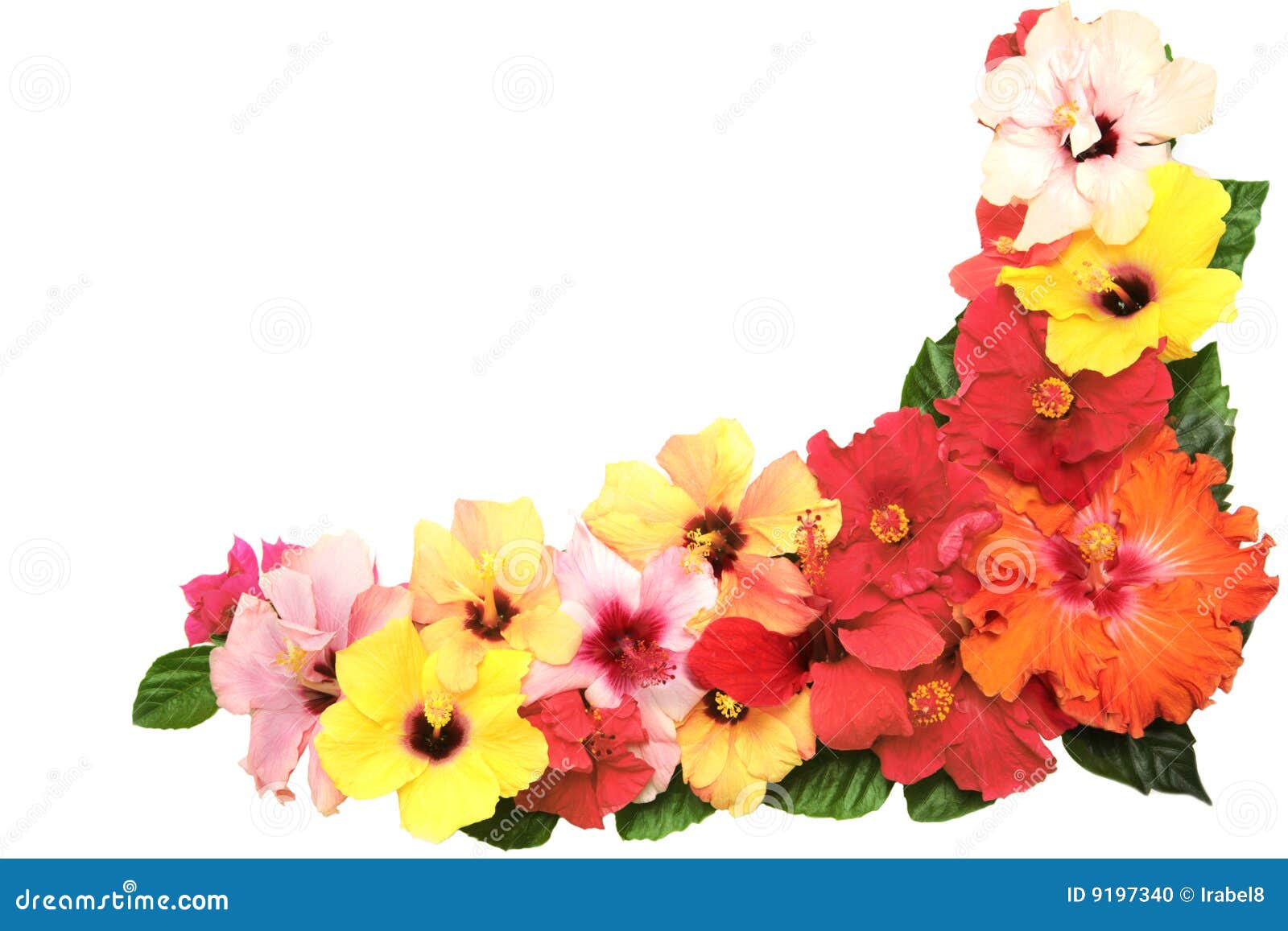 Corner with Hibiscus Flowers Stock Illustration - Illustration of ...