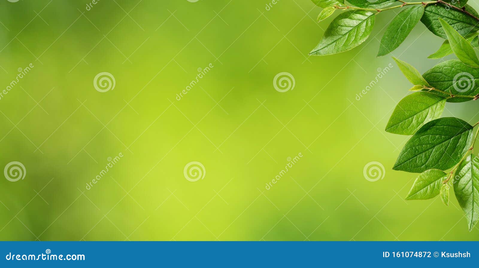 Corner with Leaves on Green Background Stock Photo - Image of ...