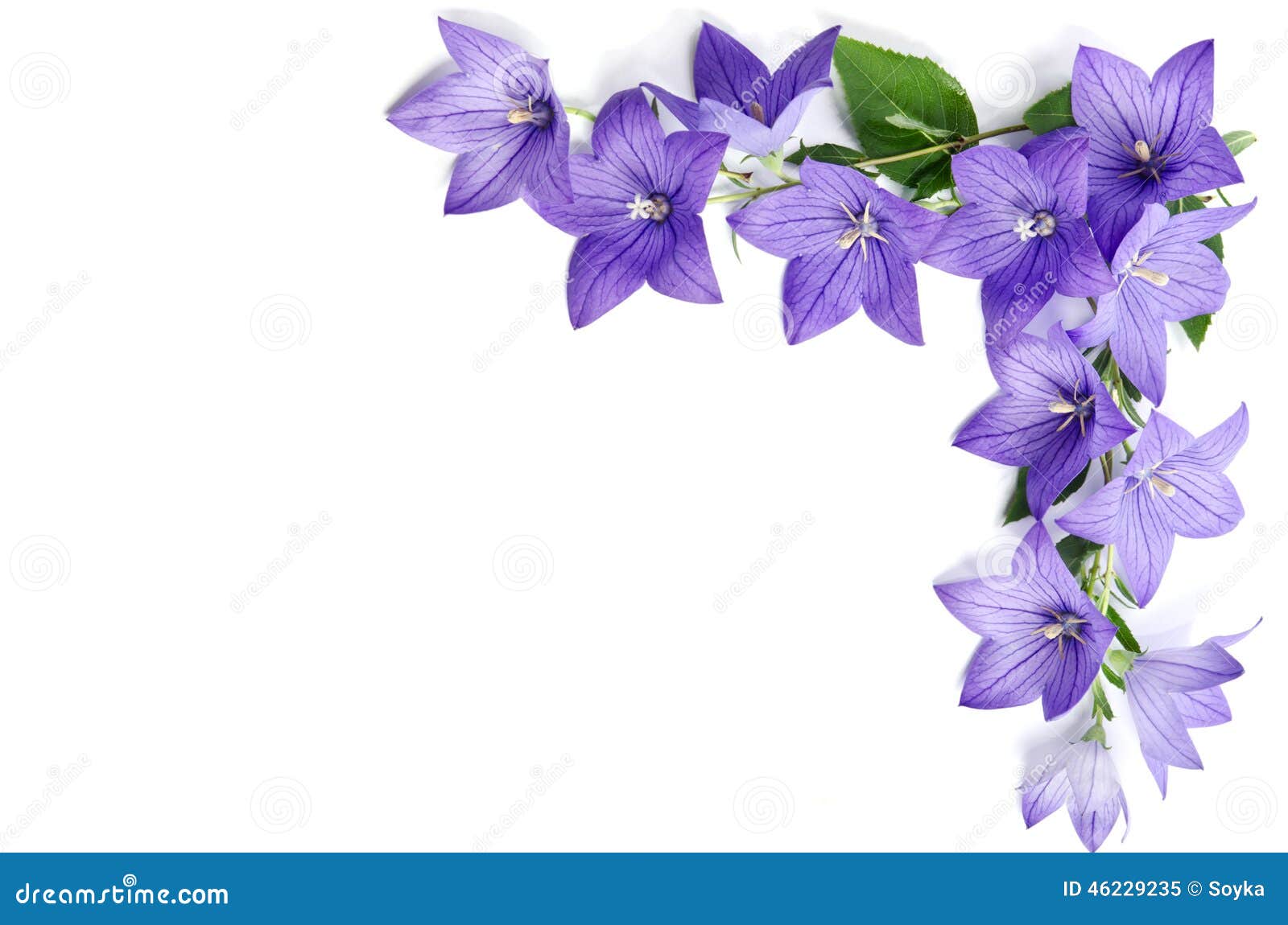 Corner made of Bellflowers stock image. Image of flower - 46229235