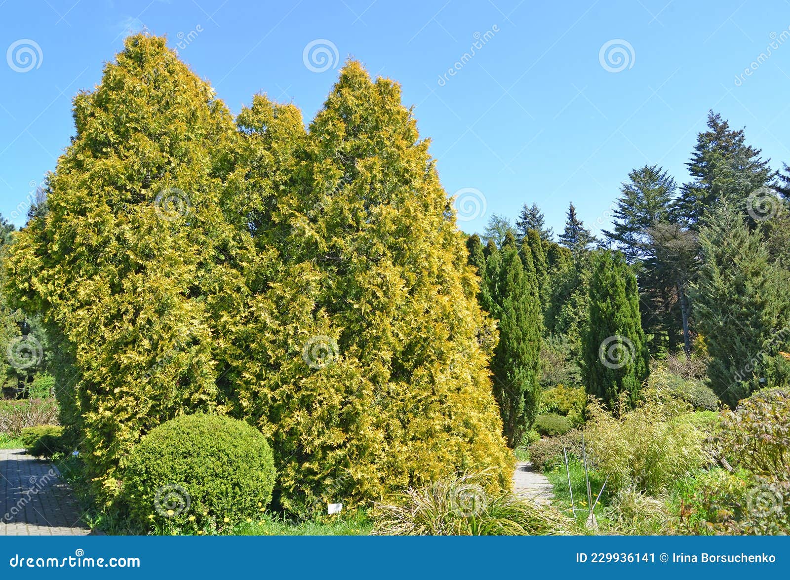 A Corner of the Park with Conifers Stock Image - Image of trees ...
