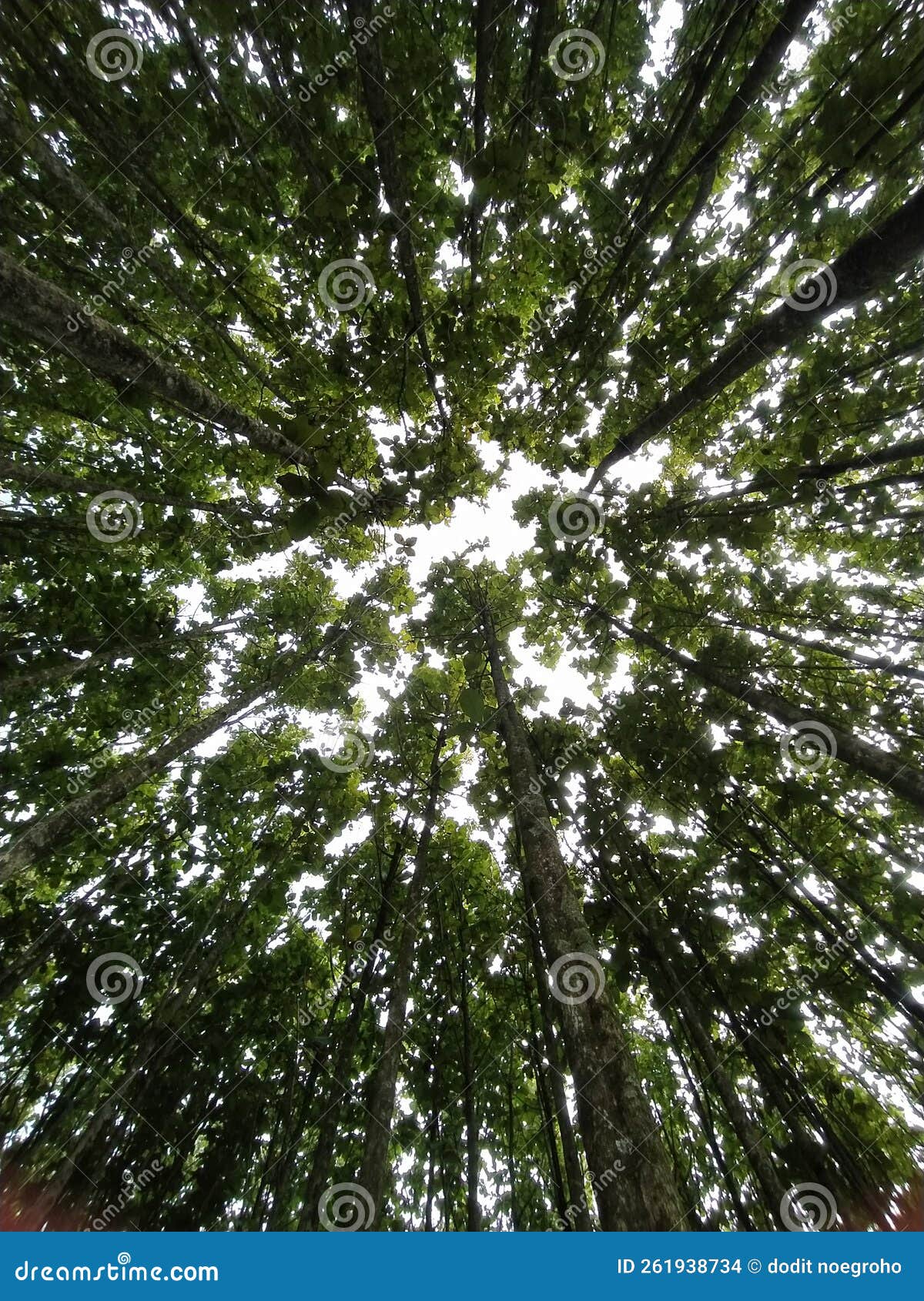 Corner of the pine forest stock photo. Image of flower - 261938734
