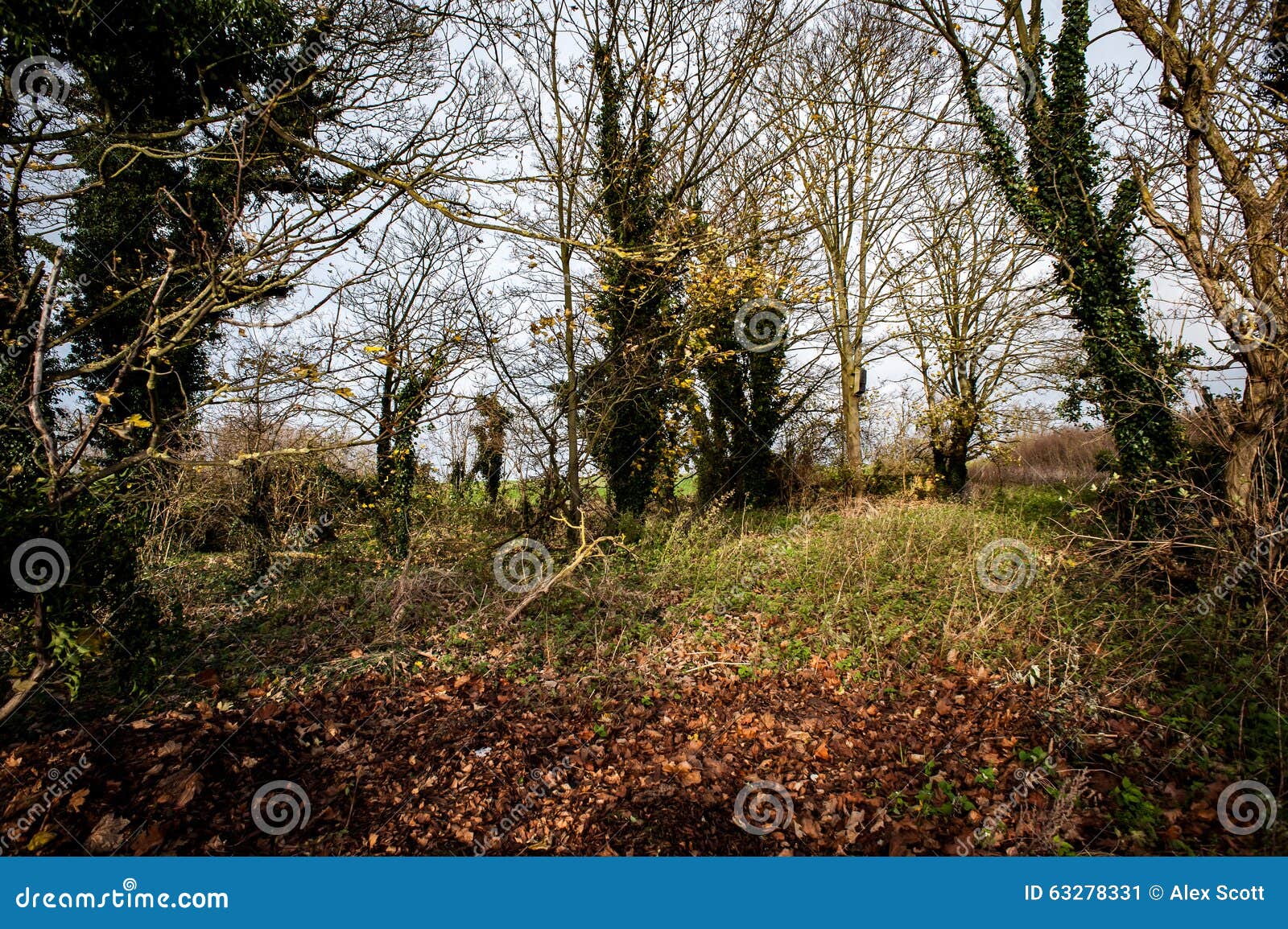 Corner plot spinney stock image. Image of barn, spinney - 63278331