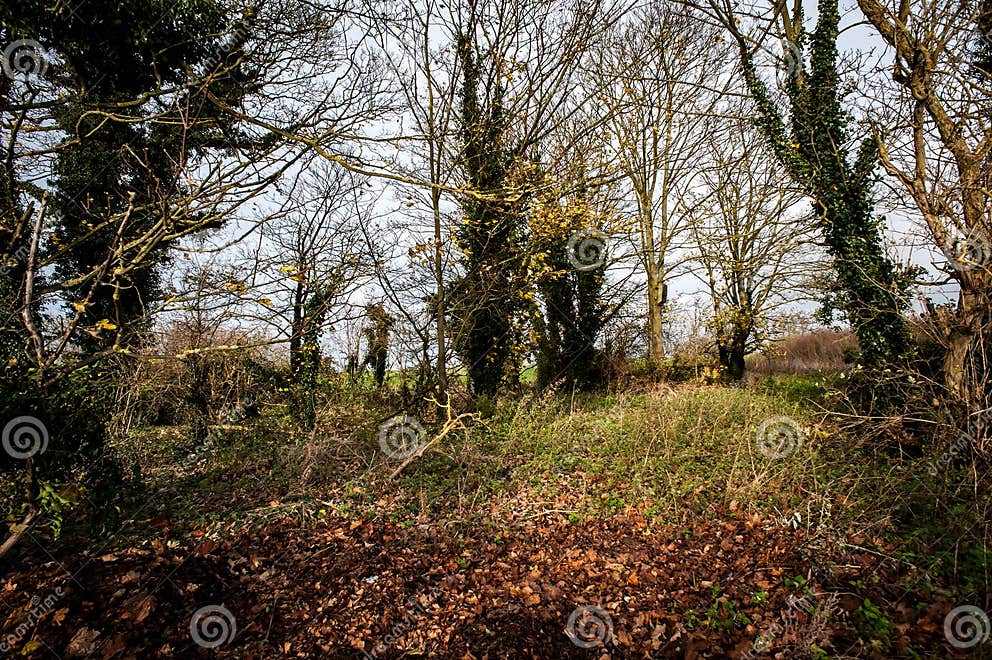Corner plot spinney stock image. Image of barn, spinney - 63278331