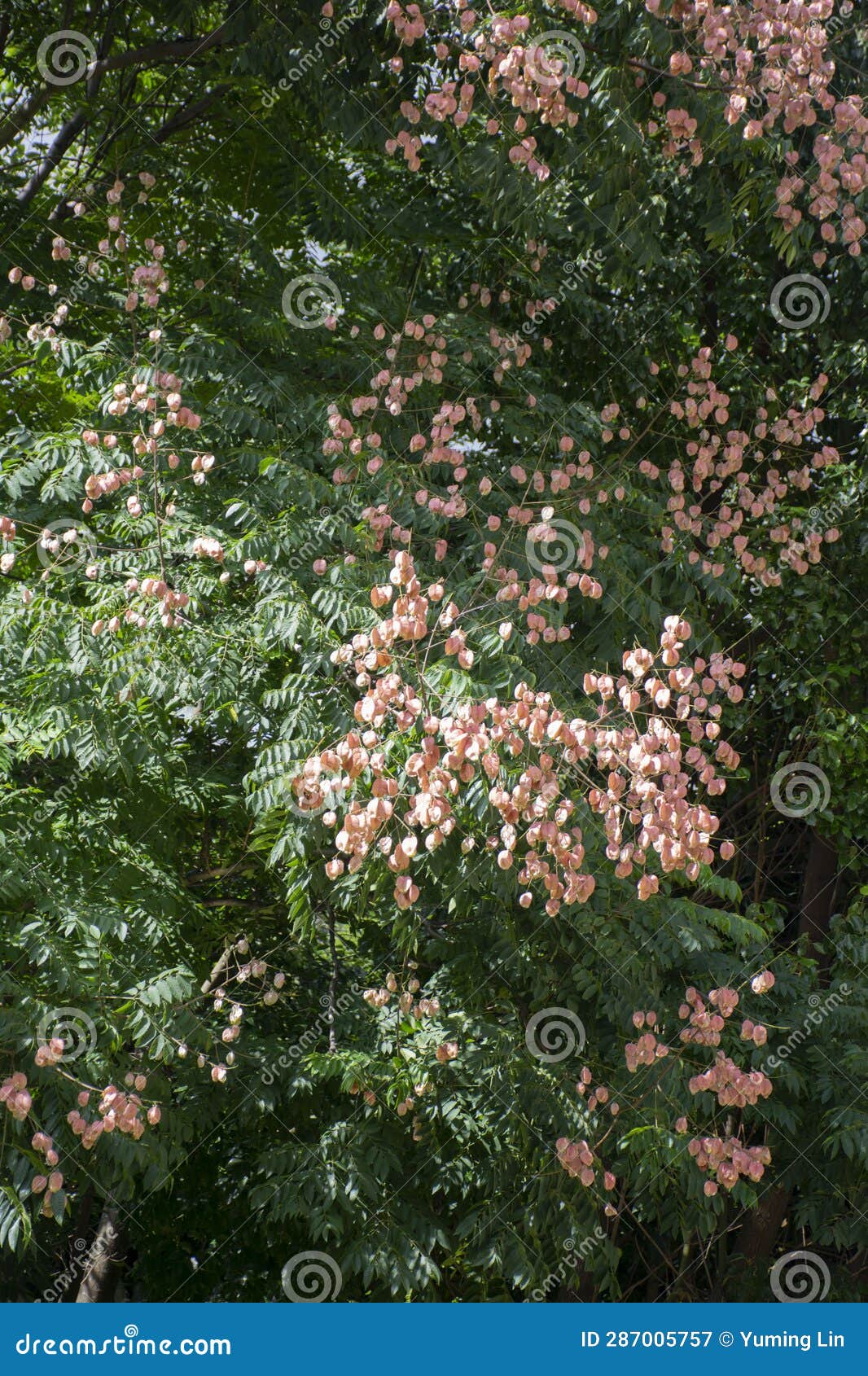 A corner of spring stock image. Image of woodland, evergreen - 287005757