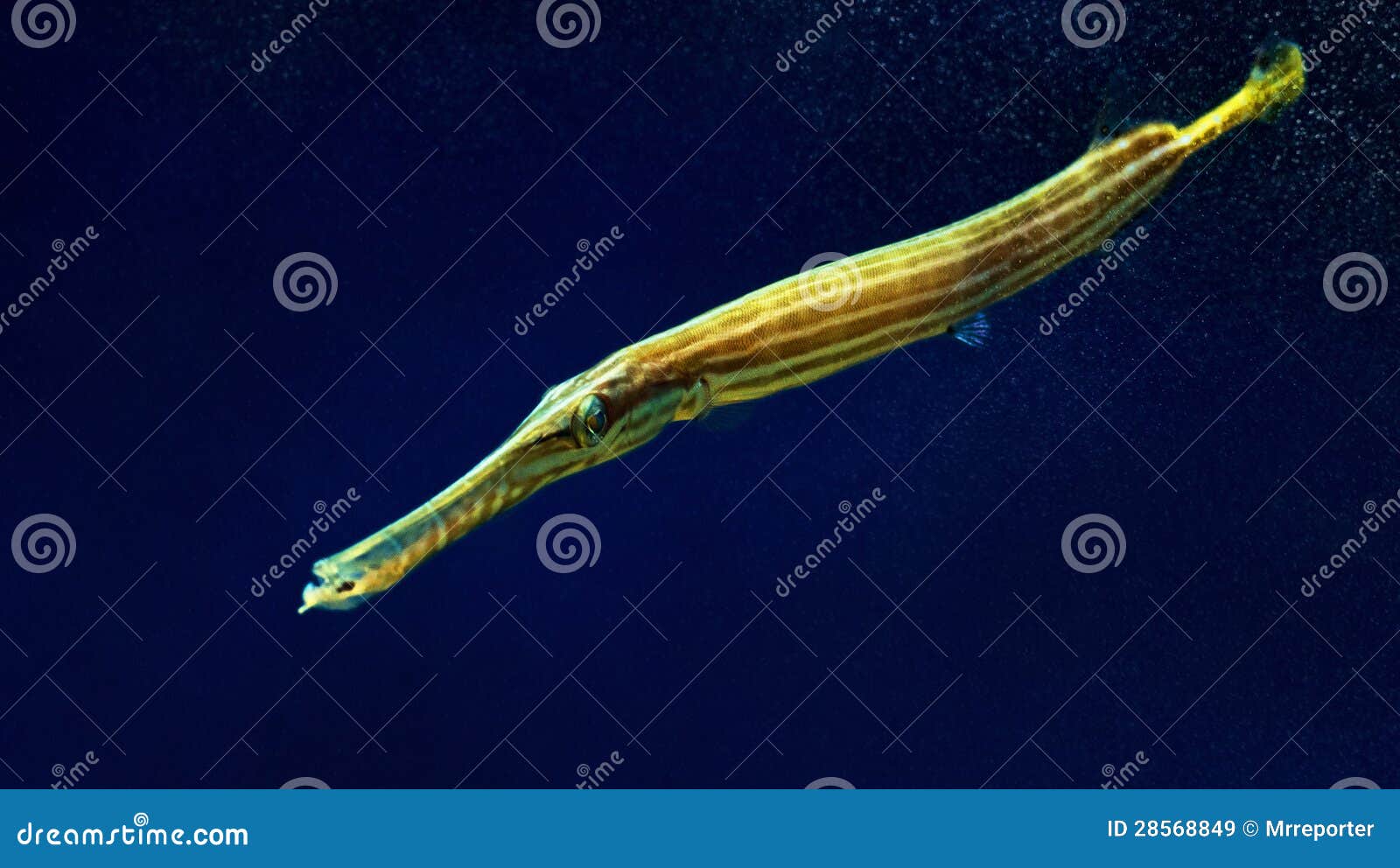 Cornerfish (Aulostomus) stock image. Image of wildlife - 28568849