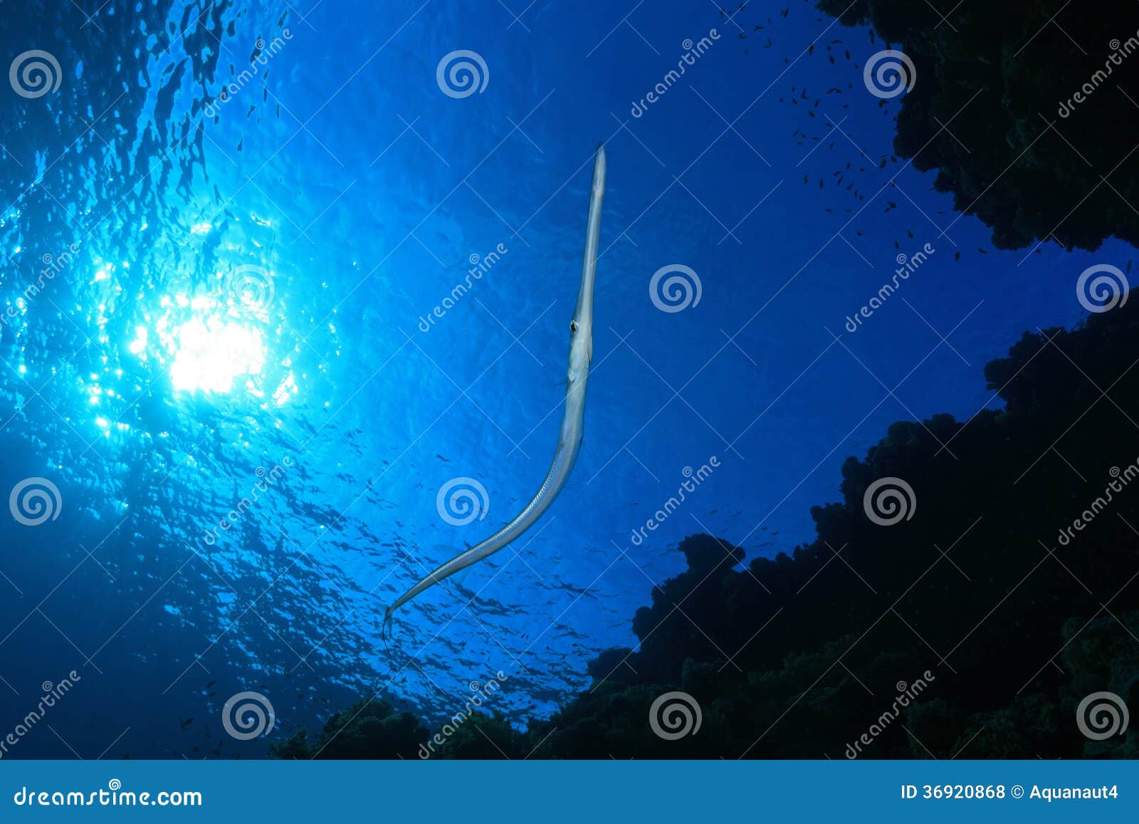 Cornetfish stock photo. Image of fistularia, discover - 36920868