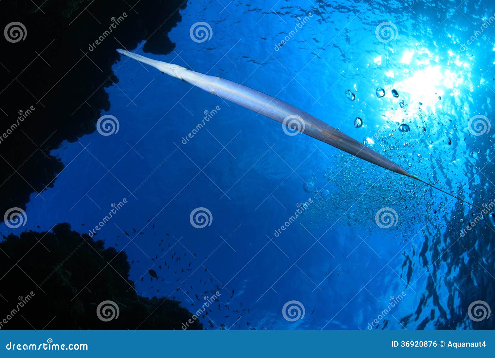 Cornetfish stock photo. Image of commersonii, discover - 36920876