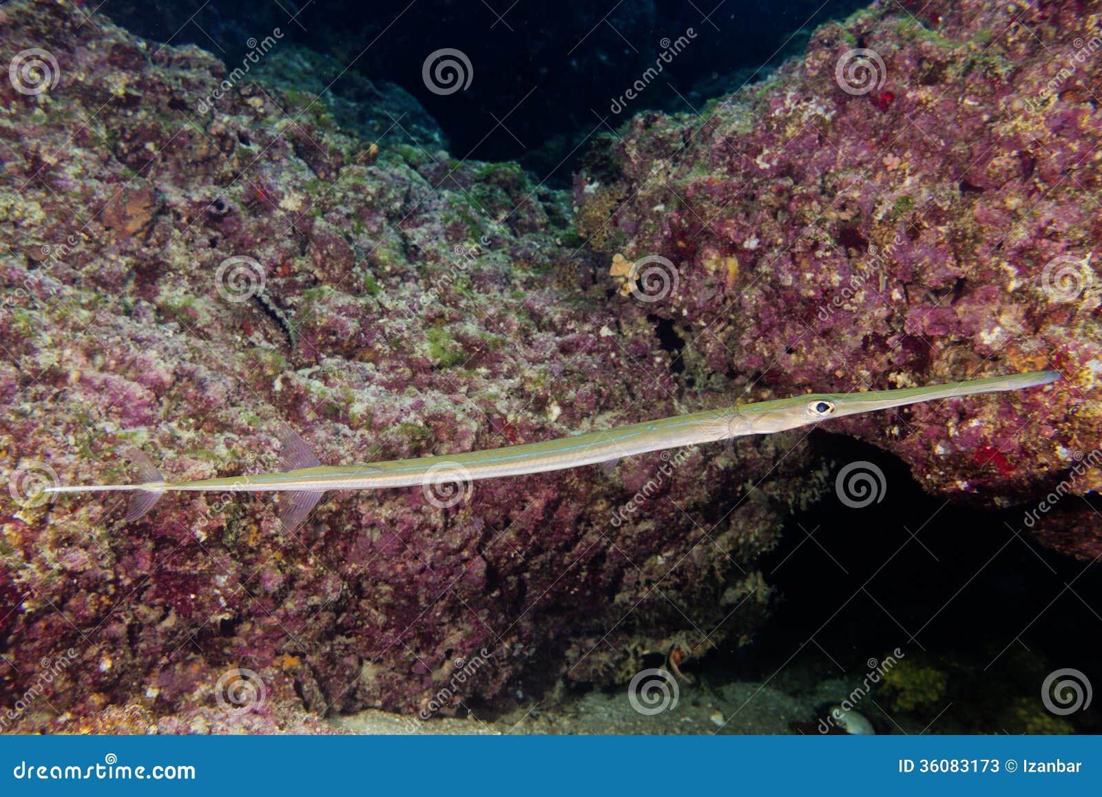 Cornetfish portrait stock image. Image of underwater - 36083173