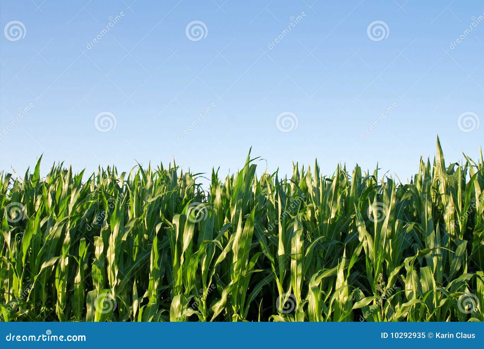 Cornfield stock image. Image of outdoors, field, corn - 10292935