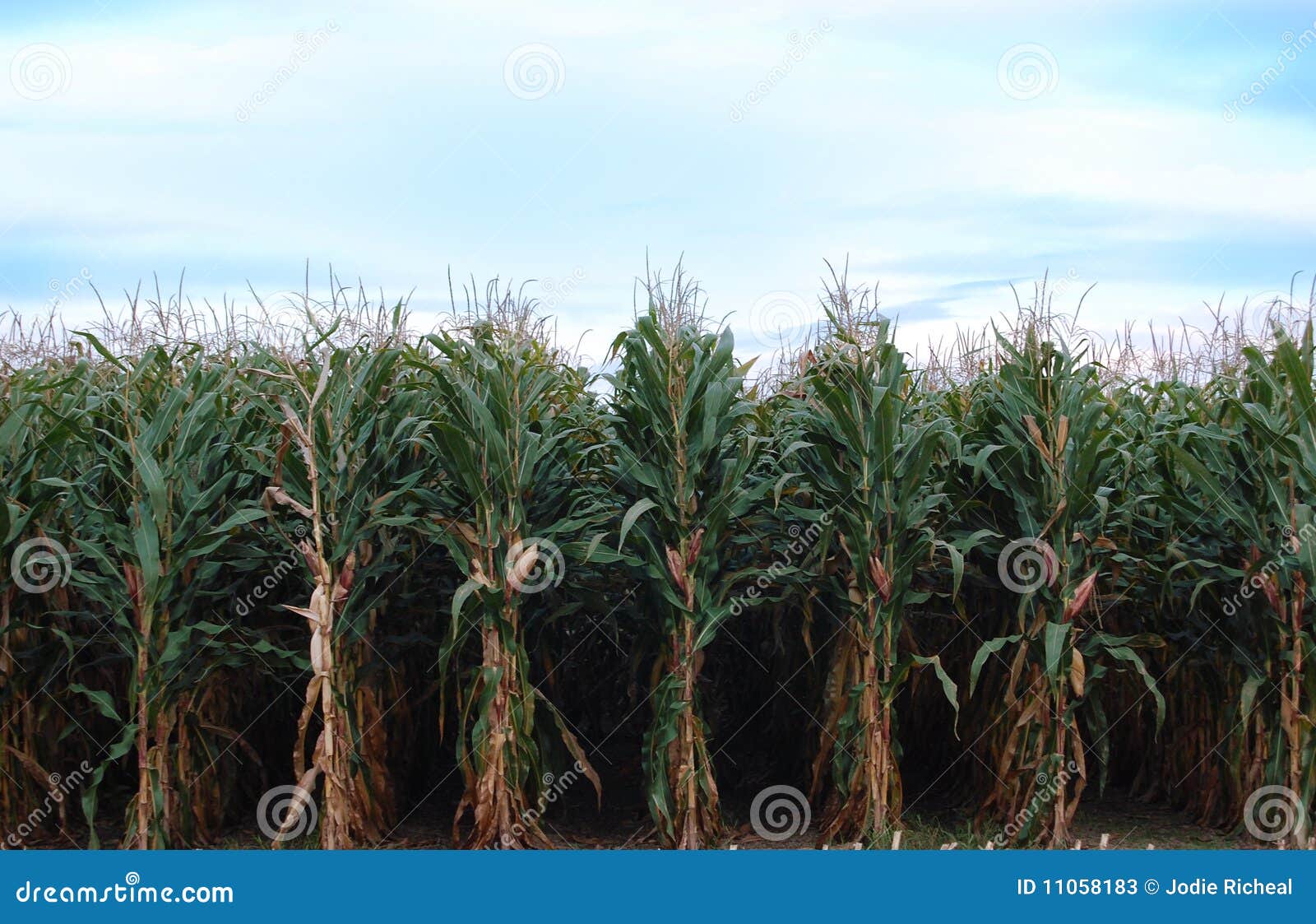 Cornfield stock image. Image of simple, green, husk, field - 11058183