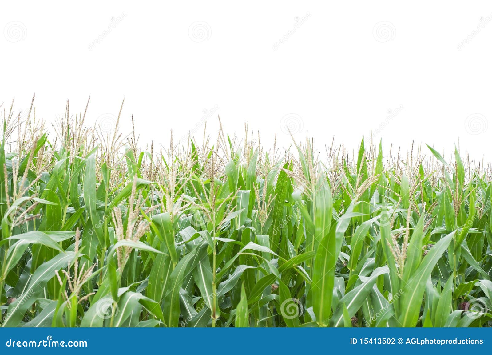 Cornfield stock photo. Image of detail, flower, copy - 15413502